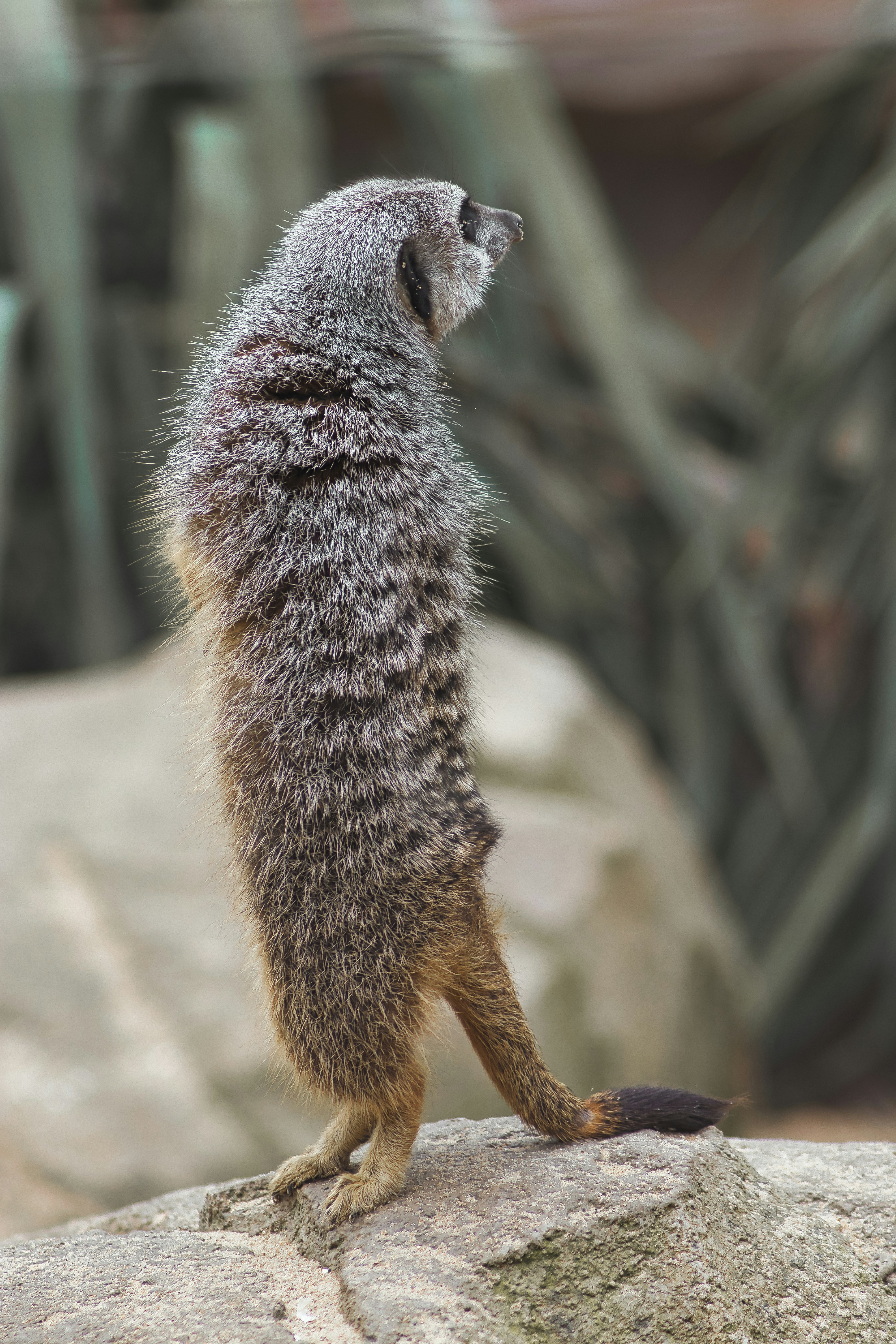 20 Creatures That Thrive in Underground Worlds - Animals Around The Globe