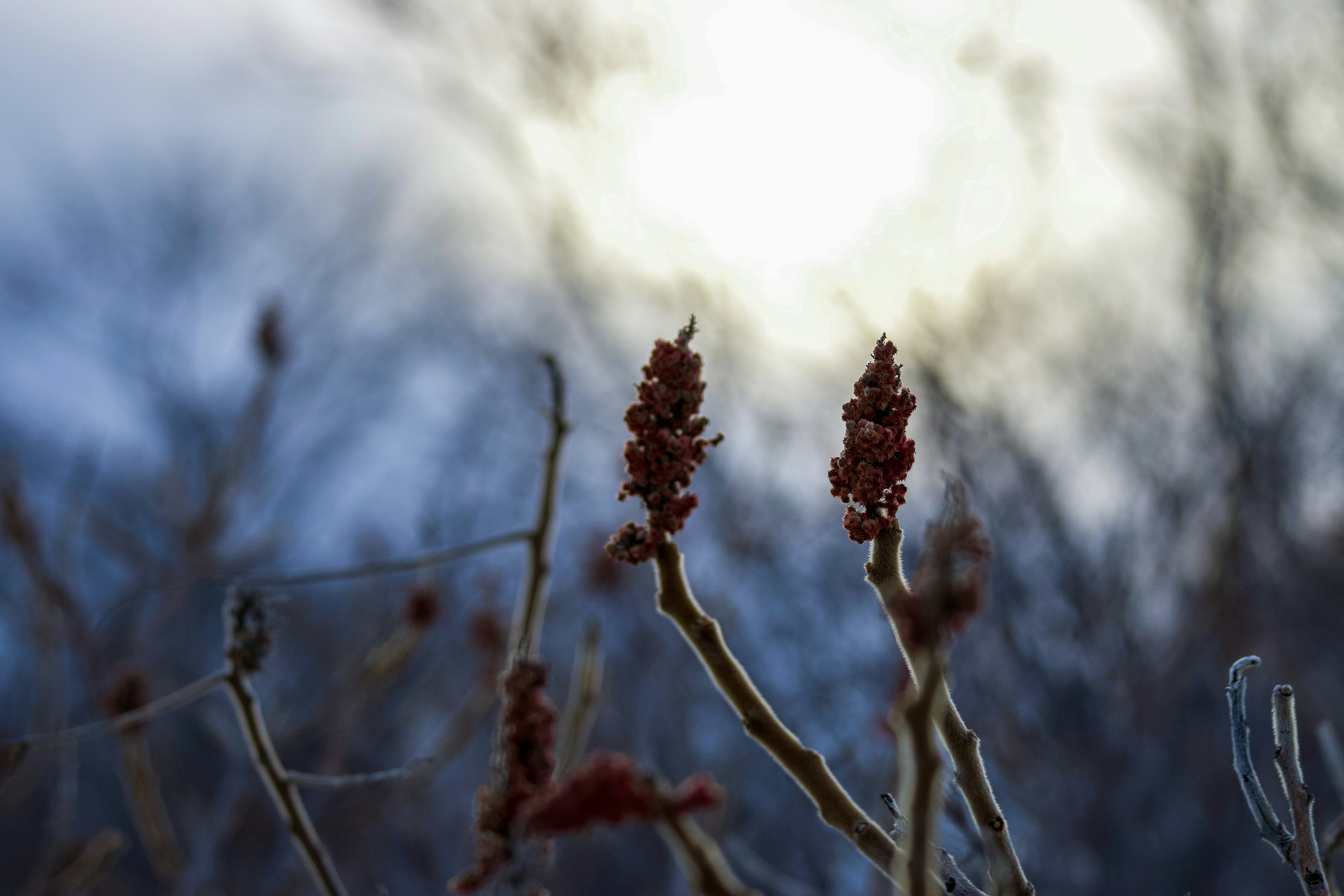 Crimson Seed Heads Framed by a Winter Blue Sky