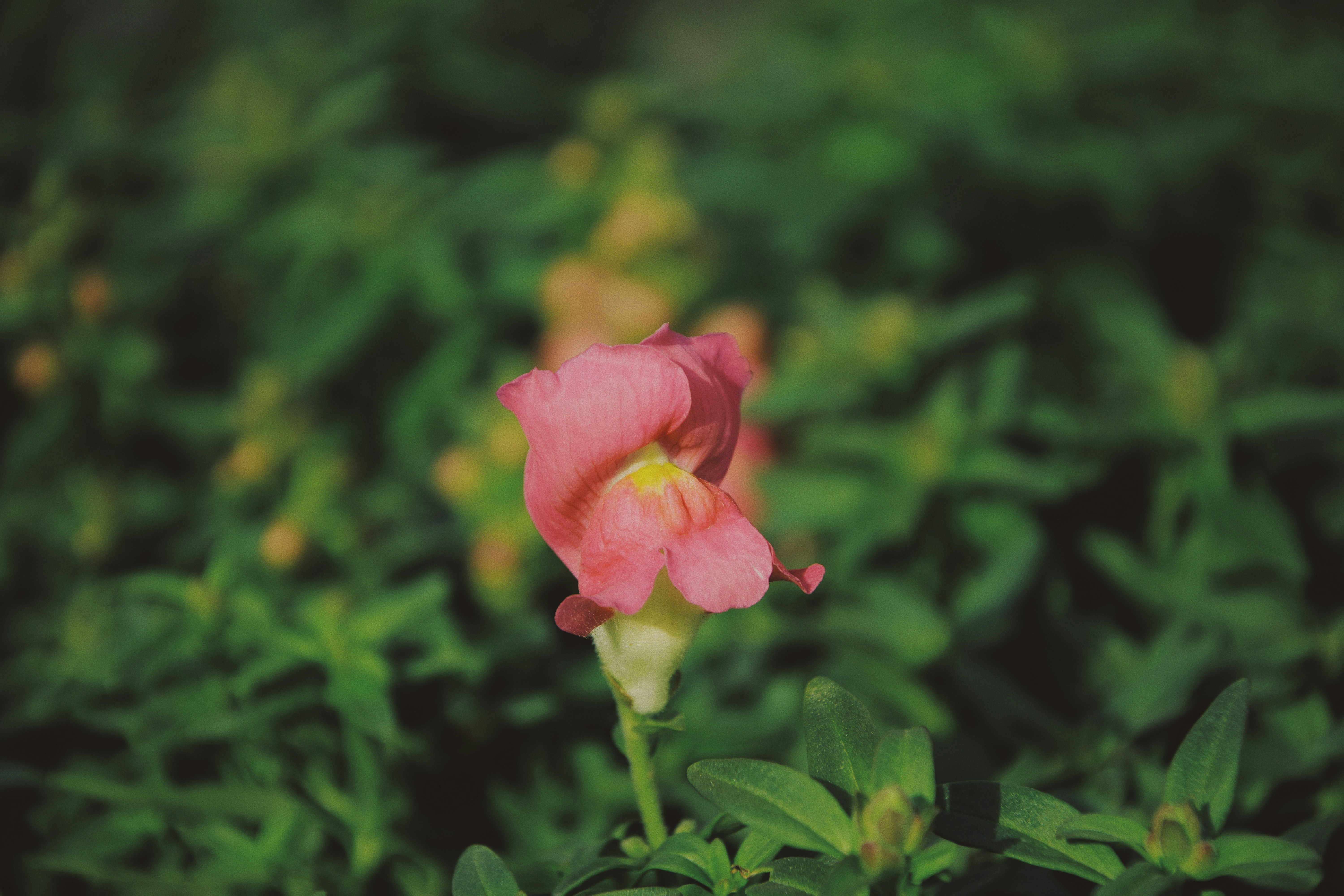 Close-up Bloom: A Soft Pink Snapdragon Against Quiet Green