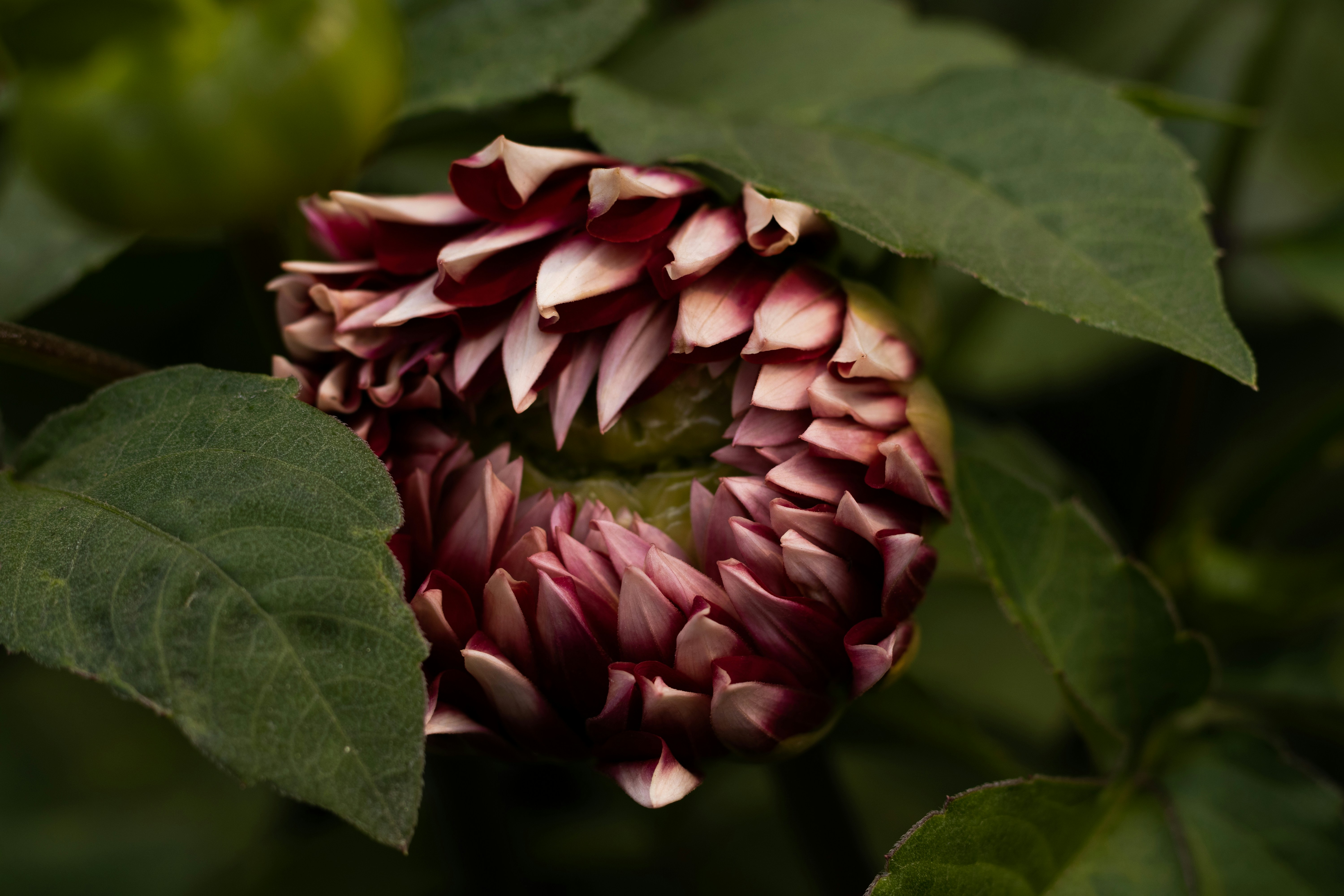 Unfurling Dusky Pink: A Bud Peeks Through a Veil of Green Leaves