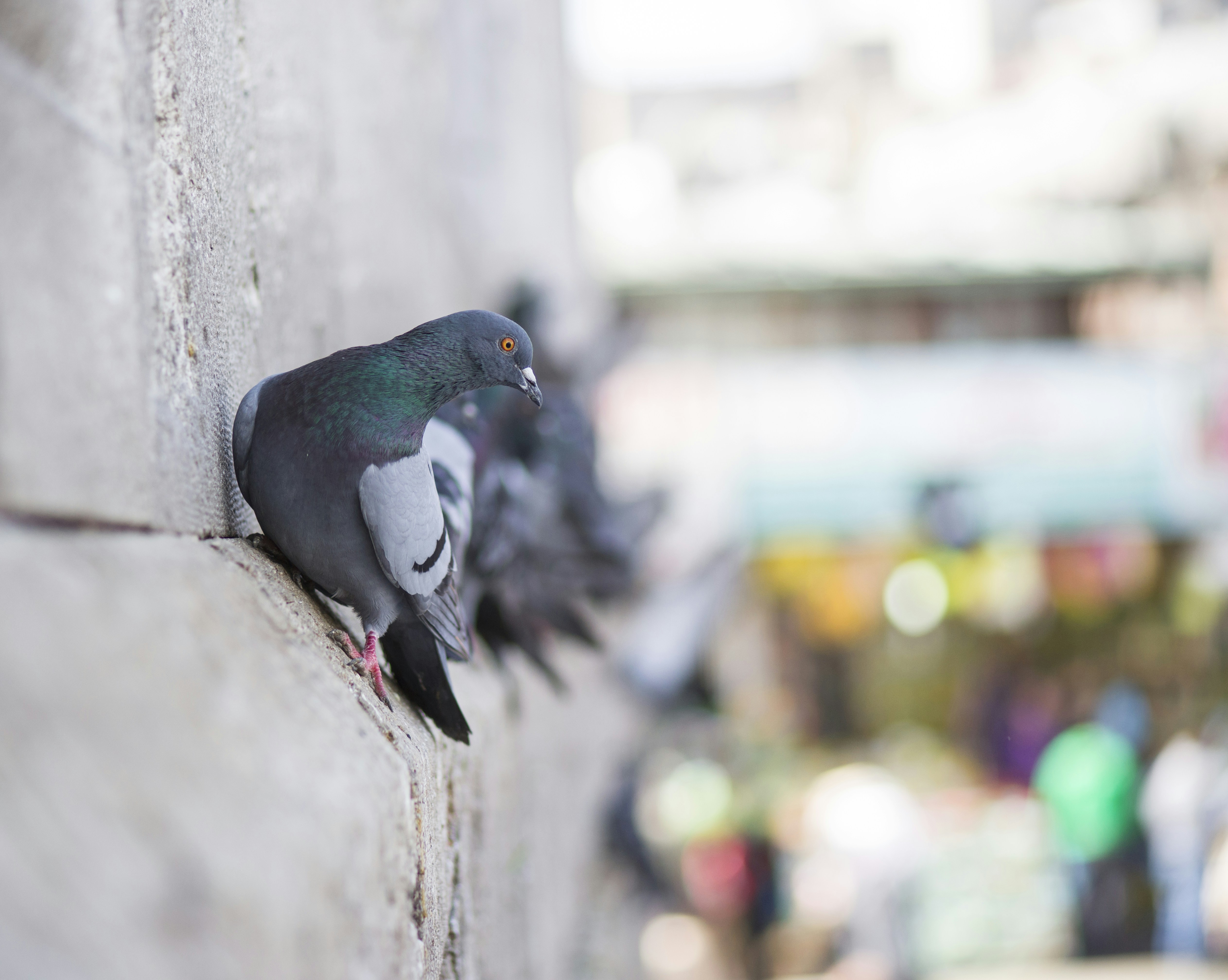 A pigeon perches on a weathered stone wall, with a shallow depth of field rendering the busy city in the background as soft blur.