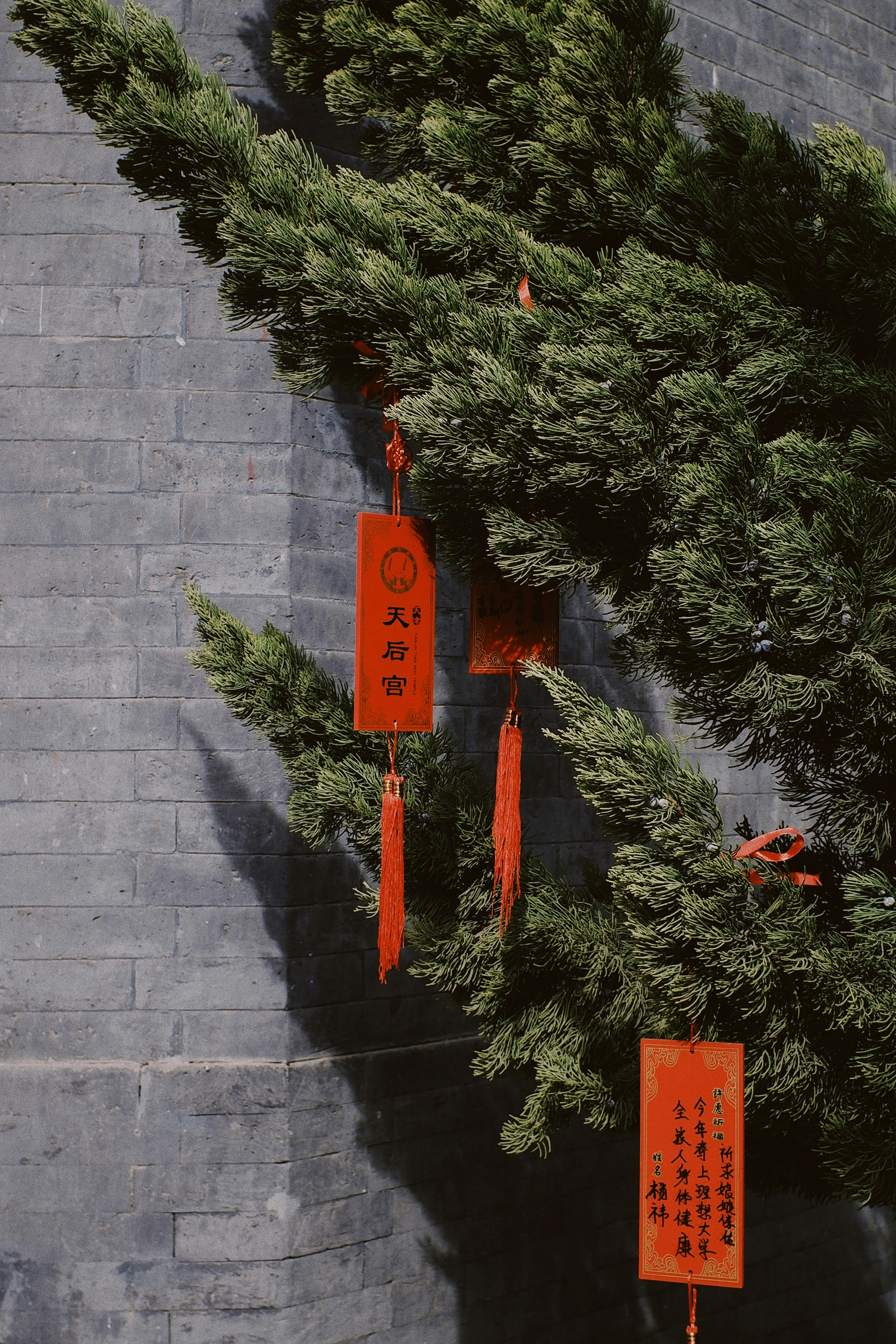 Branches of a lush evergreen adorned with vibrant red banners featuring Chinese characters, set against a textured gray wall.