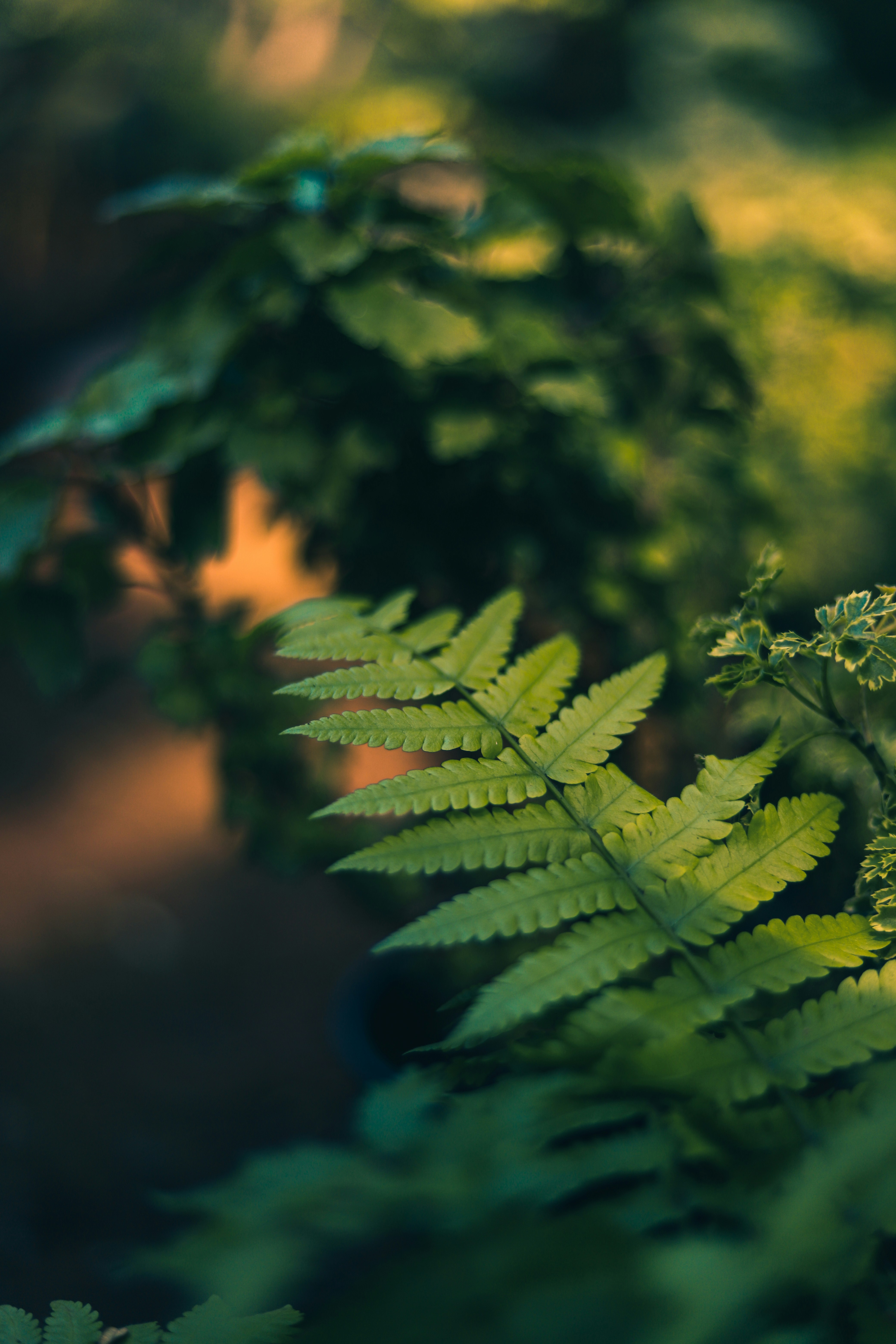 Fern Fronds in Velvet Blur Under Sunlit Garden