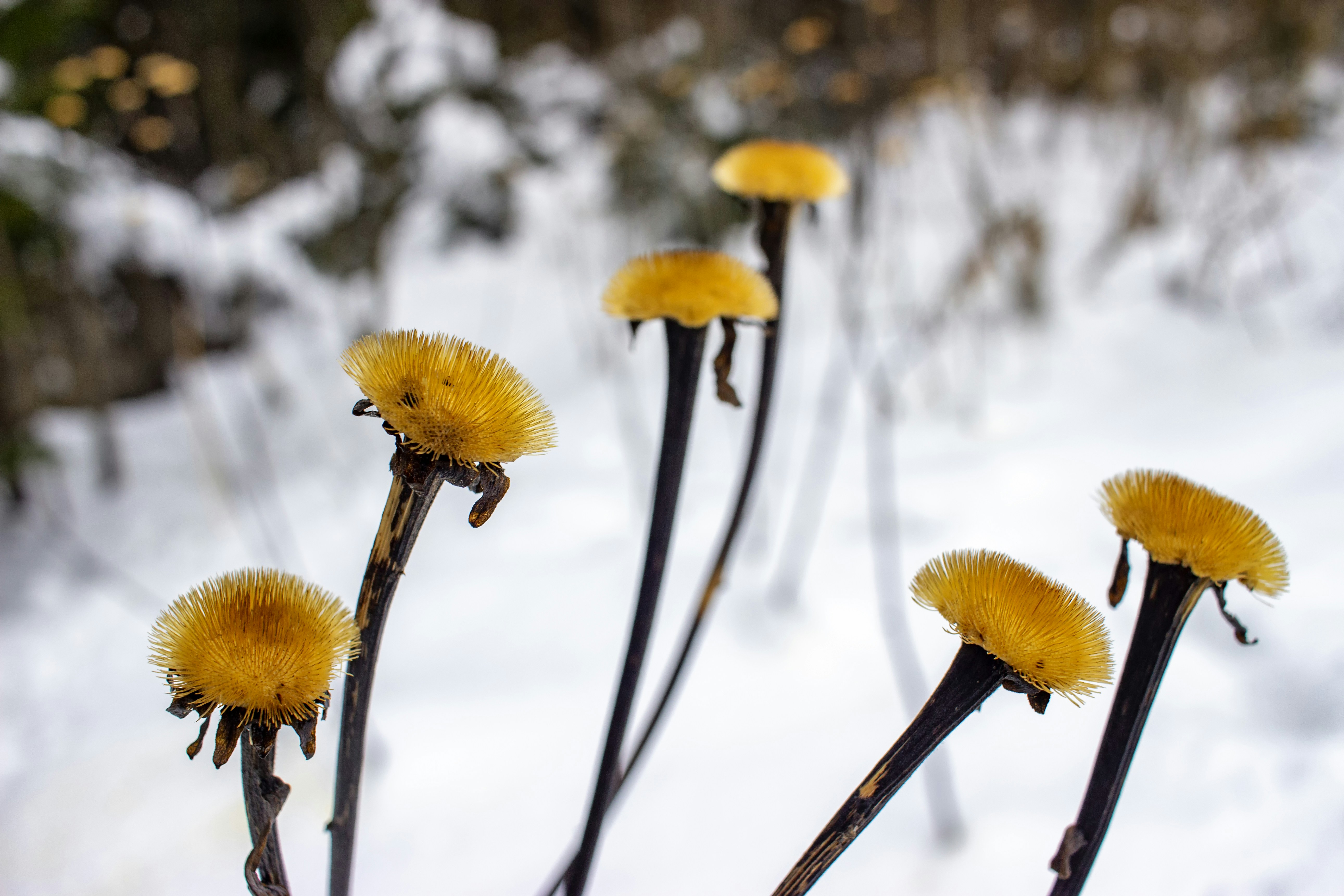 Winter's Yellow Caps: Close-up Portrait of Snow-Born Flora