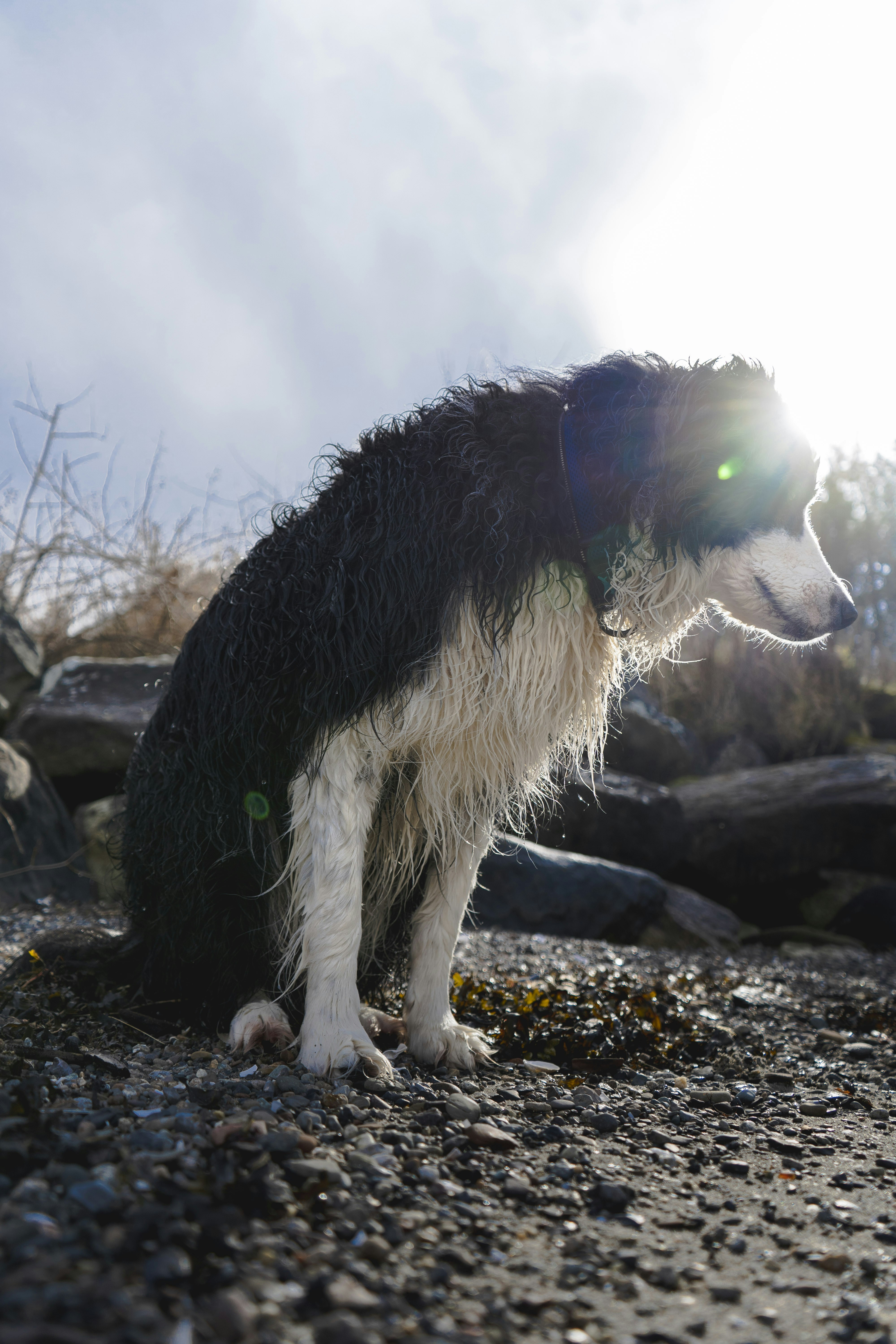 A Damp-Slick Compass: Border Collie Poised on Pebbled Shore