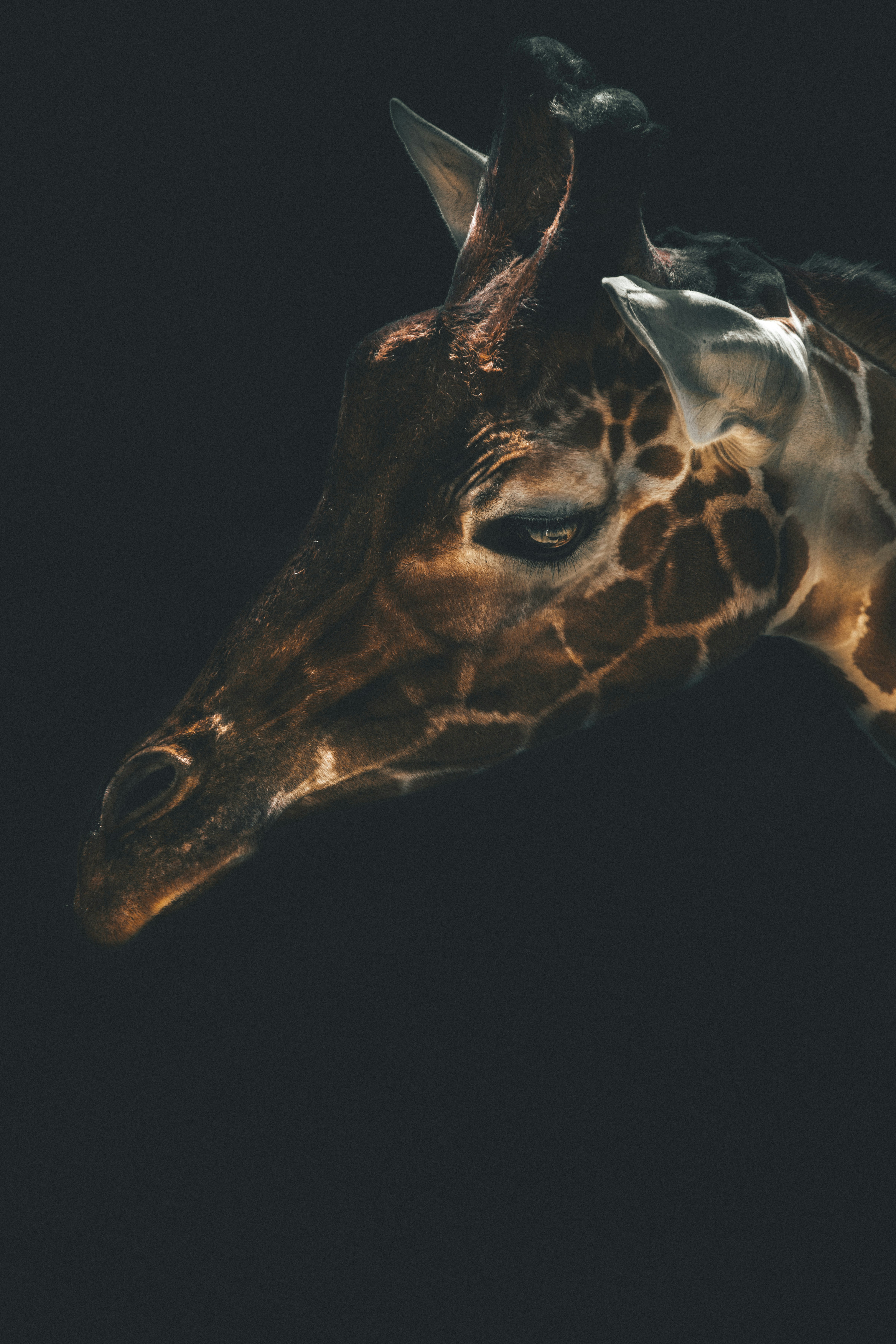 Close-up of a giraffe's head against a dark background, highlighting its unique patterns and gentle expression.