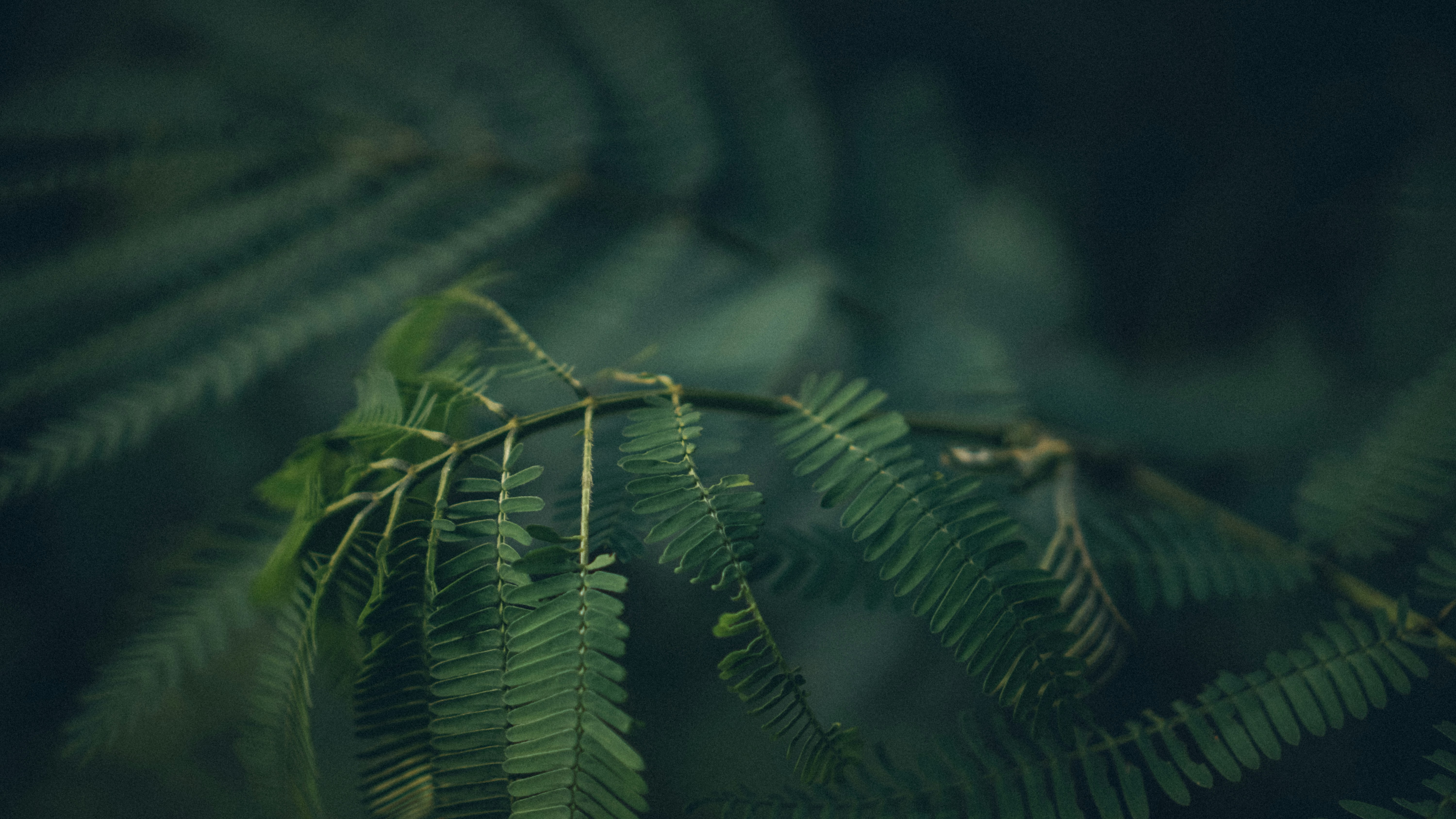 Delicate fern leaves with intricate patterns in a softly lit forest setting.