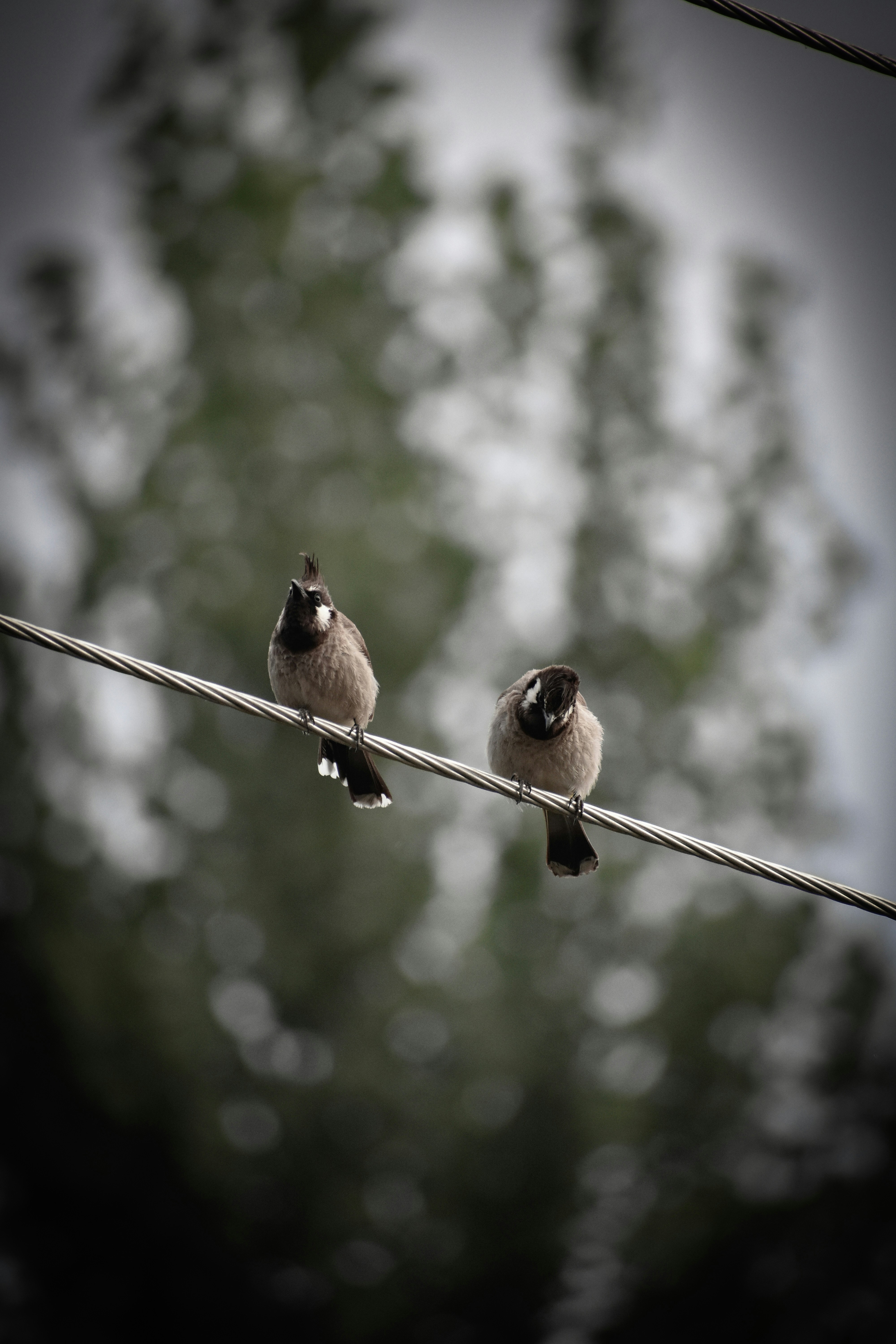 Harmony on a Wire: A Bird's Serenade
