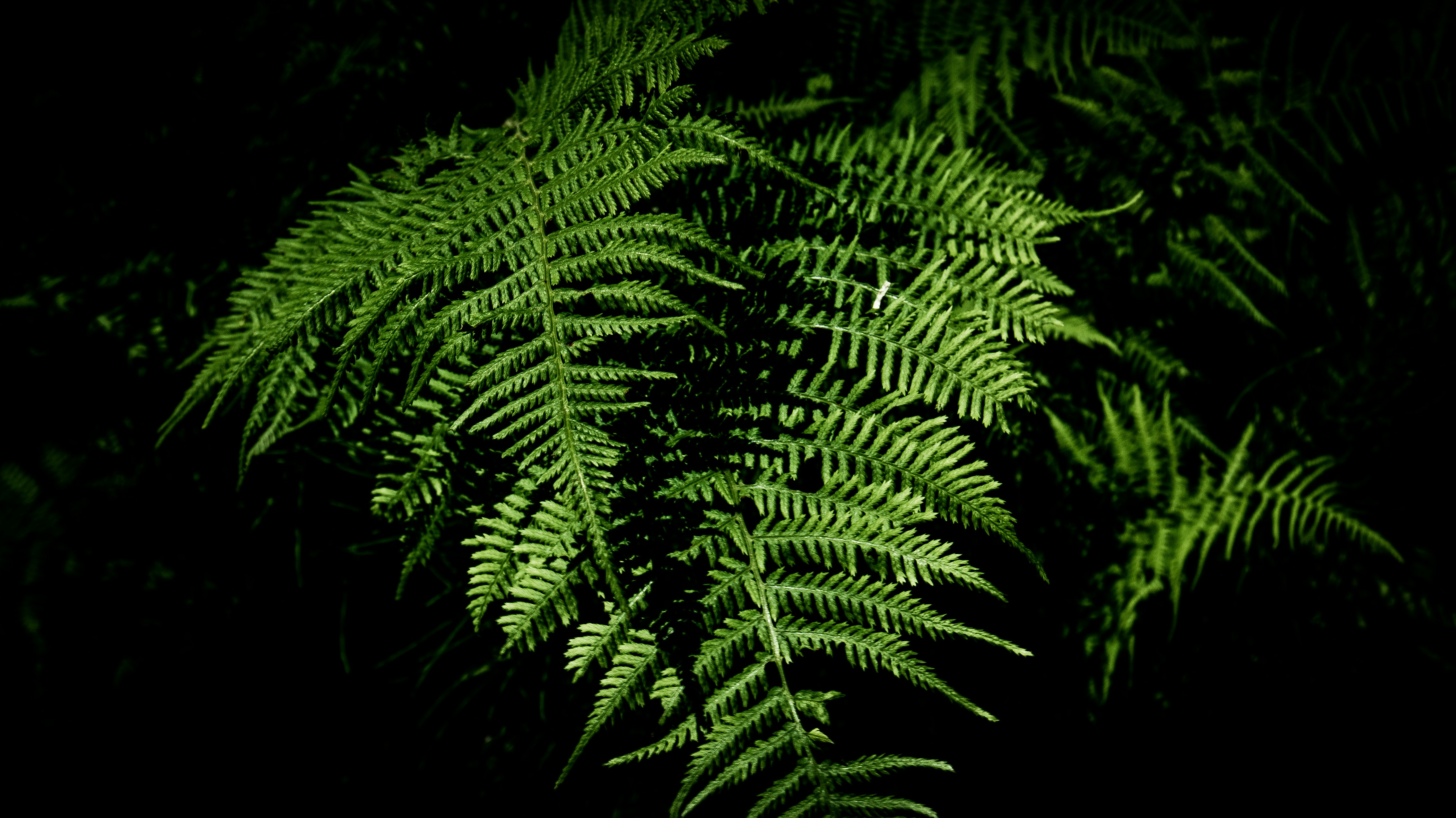 a close up of a fern leaf in the dark