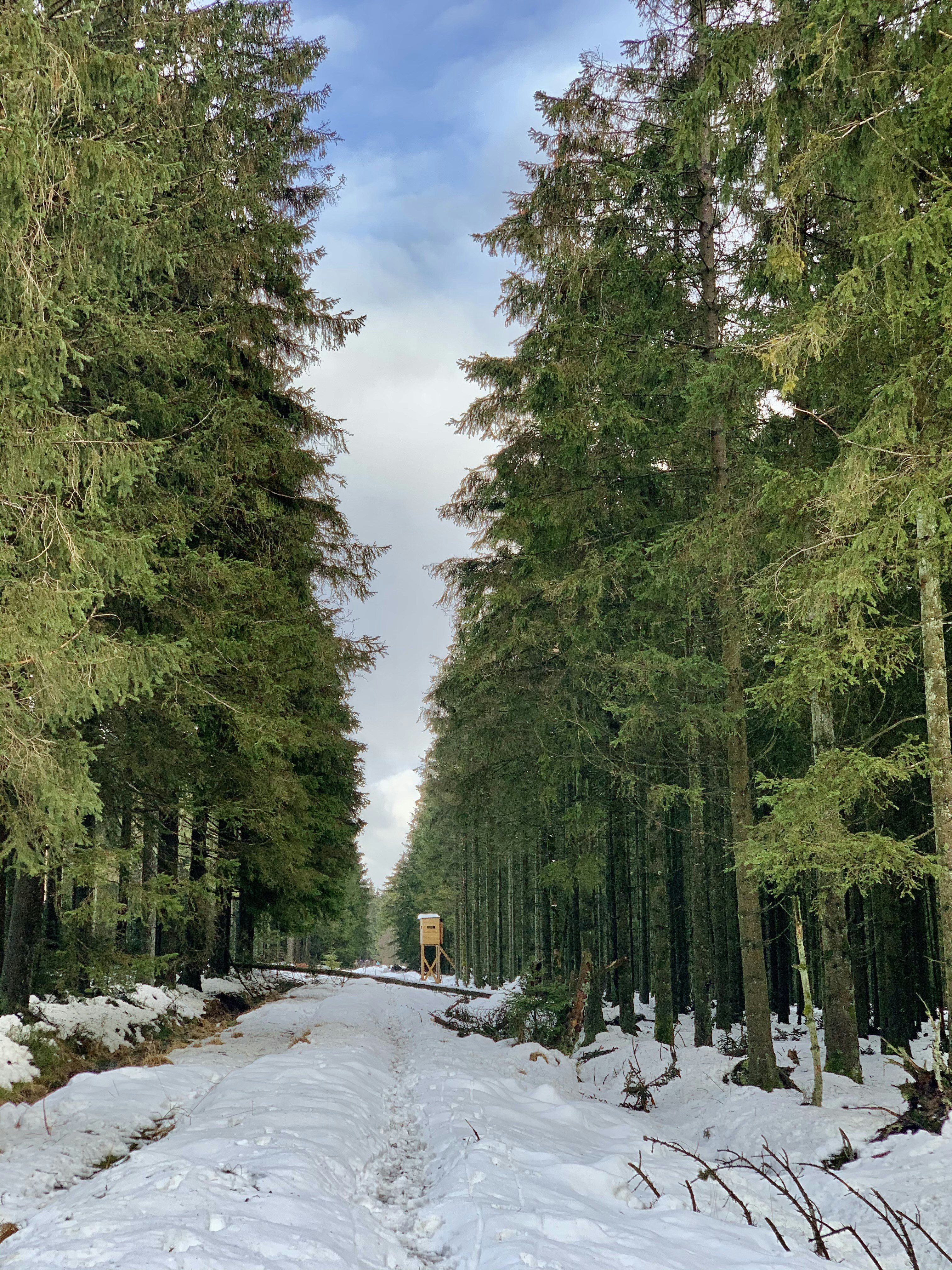 Snow-covered path flanked by towering evergreen trees leading to a hunting tower in the distance.