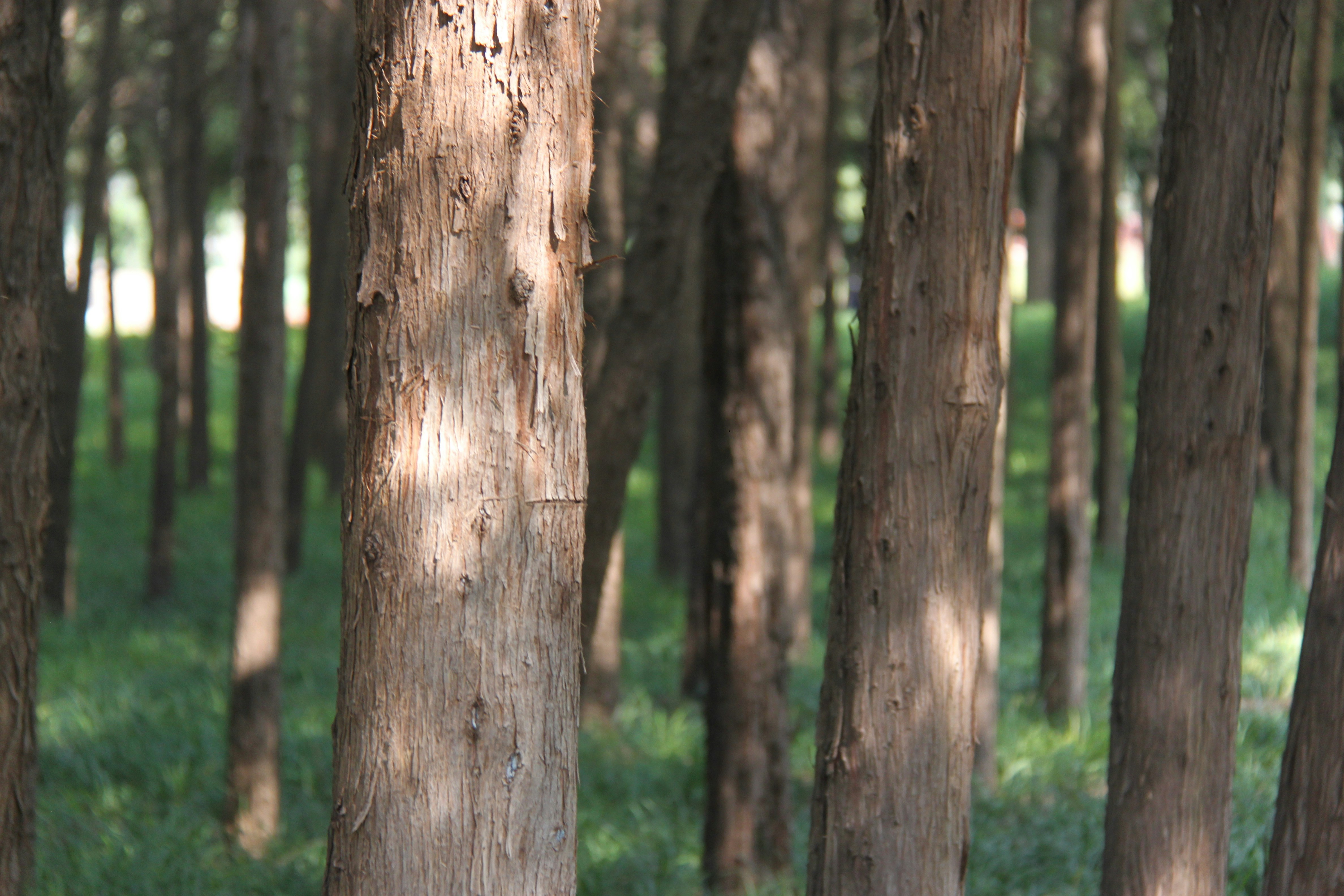 Tall trees stand in a serene forest, their textured trunks contrasting with the lush green undergrowth. Natural light filters through the canopy, creating a tranquil atmosphere.