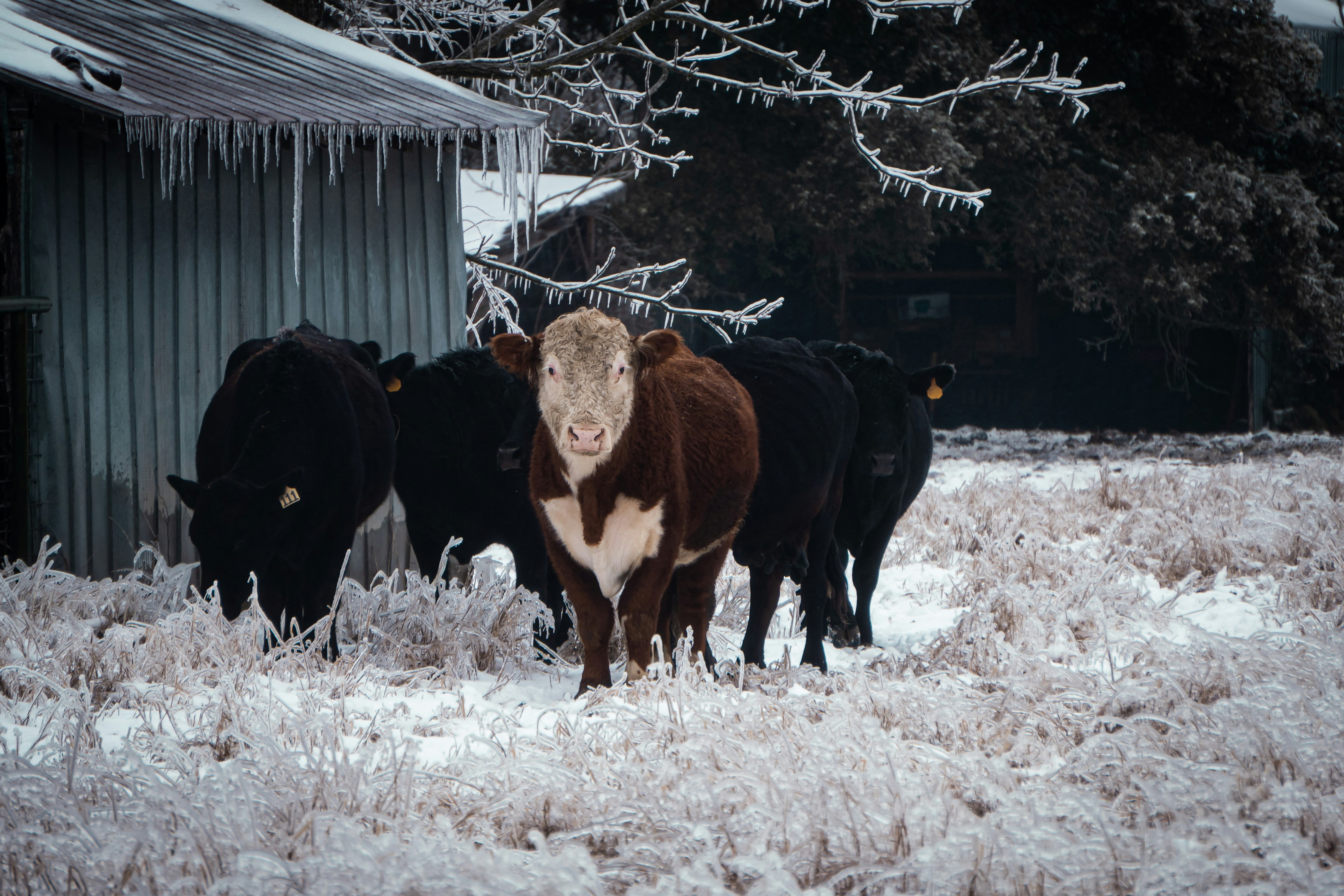 A brown and white cow stands prominently in a snowy field, surrounded by black cows and a frosty barn. The scene captures the tranquility of rural life in winter.