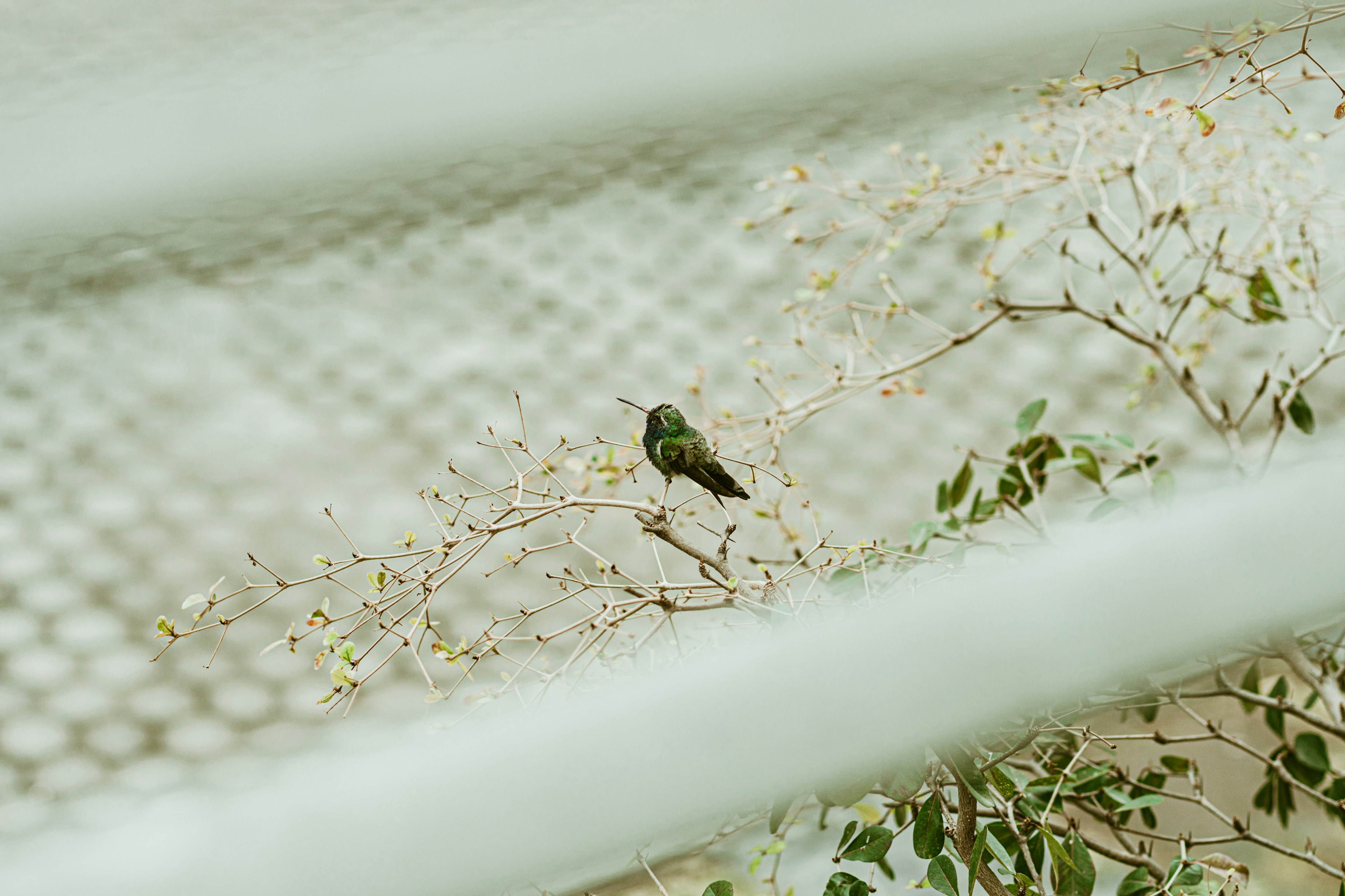 Green Hummingbird on a Delicate Twig Framed by a Gentle Lattice Blur