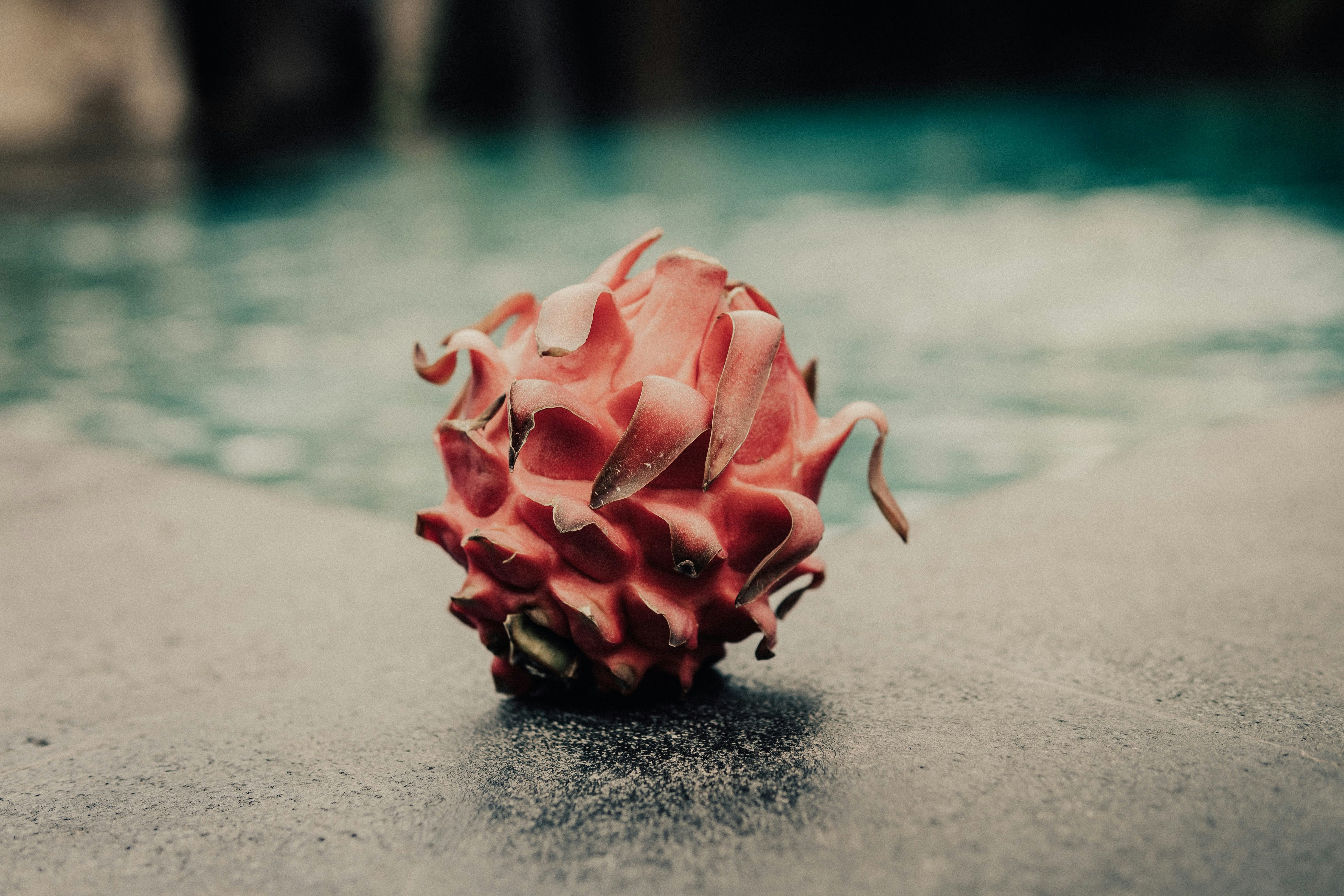 Crimson Dragon Fruit on a Wet Concrete Shore