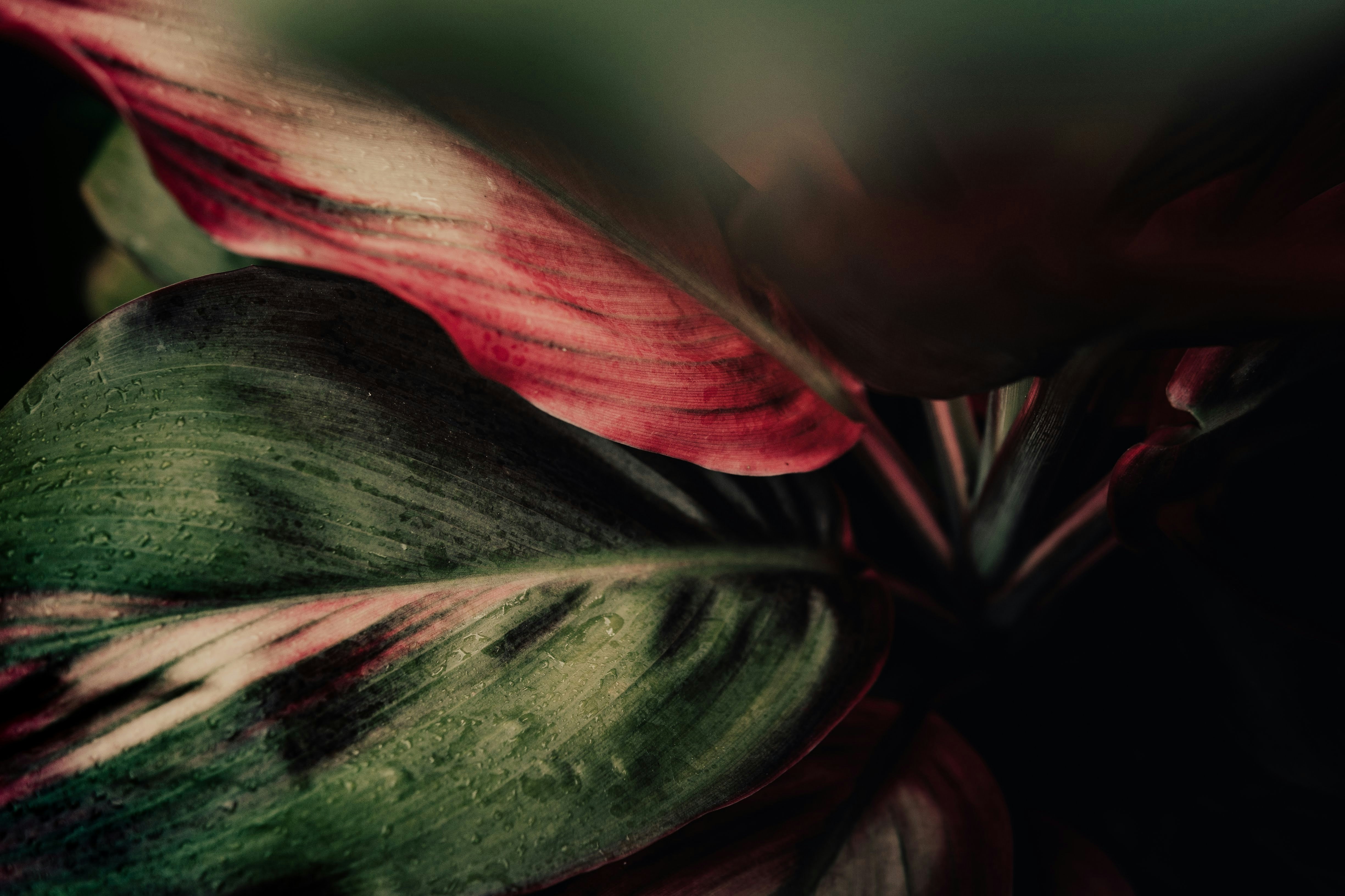Crimson Veins in Velvet Foliage