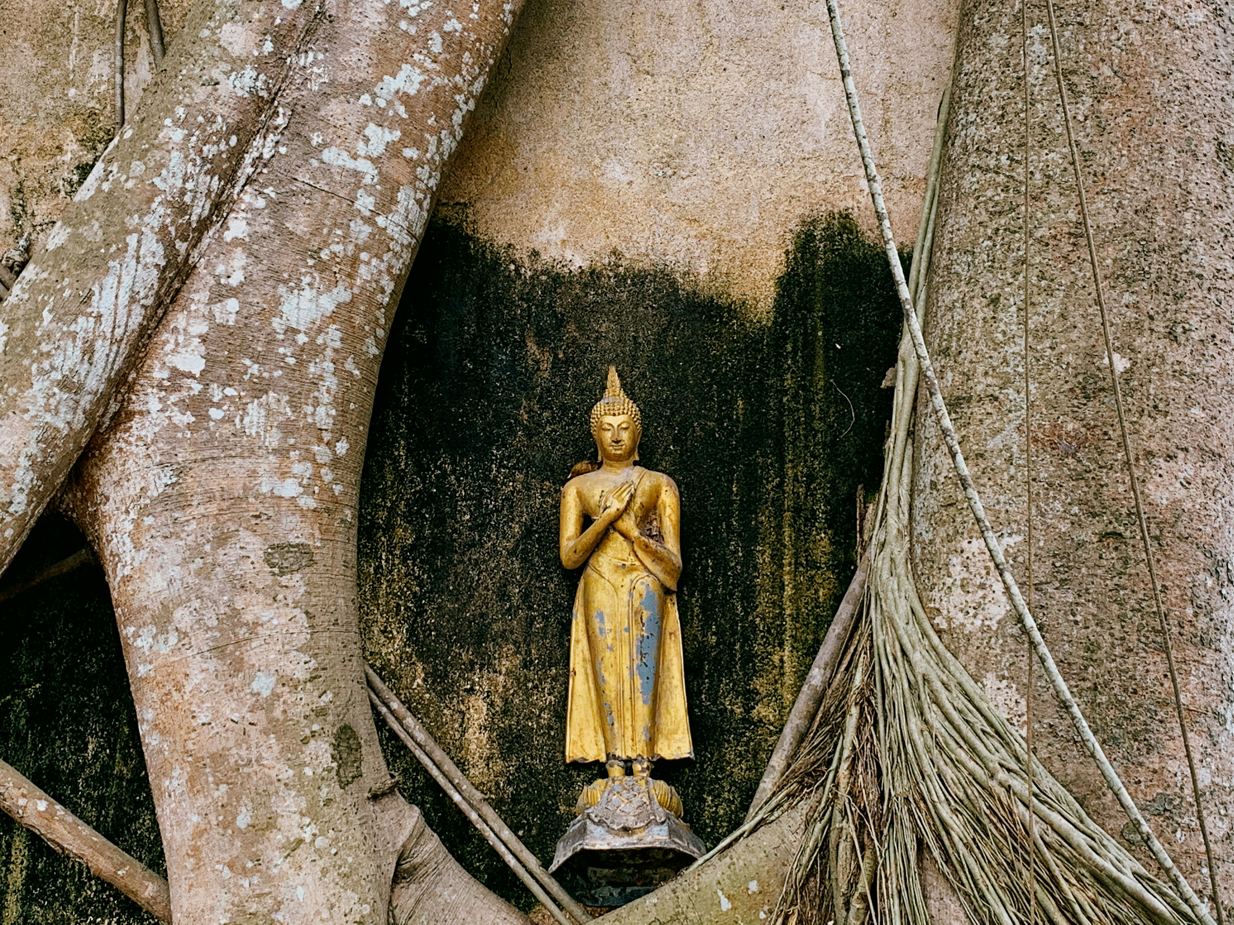 Golden Buddha statue nestled among ancient tree roots, symbolizing the connection between nature and spirituality.
