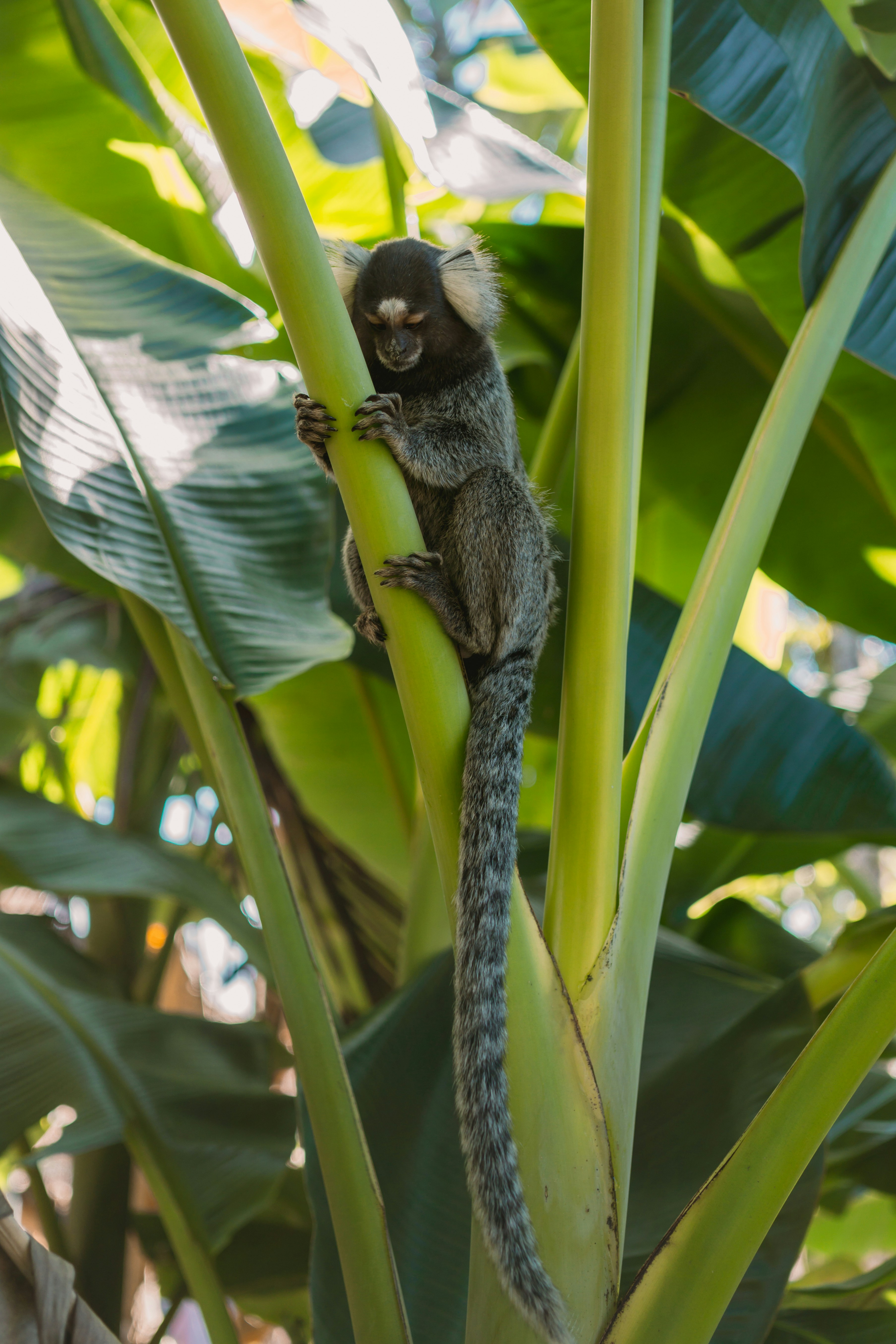 Green Stem Climber: A Tiny Monkey Gripping Jungle Columns Among Sunlit Leaves
