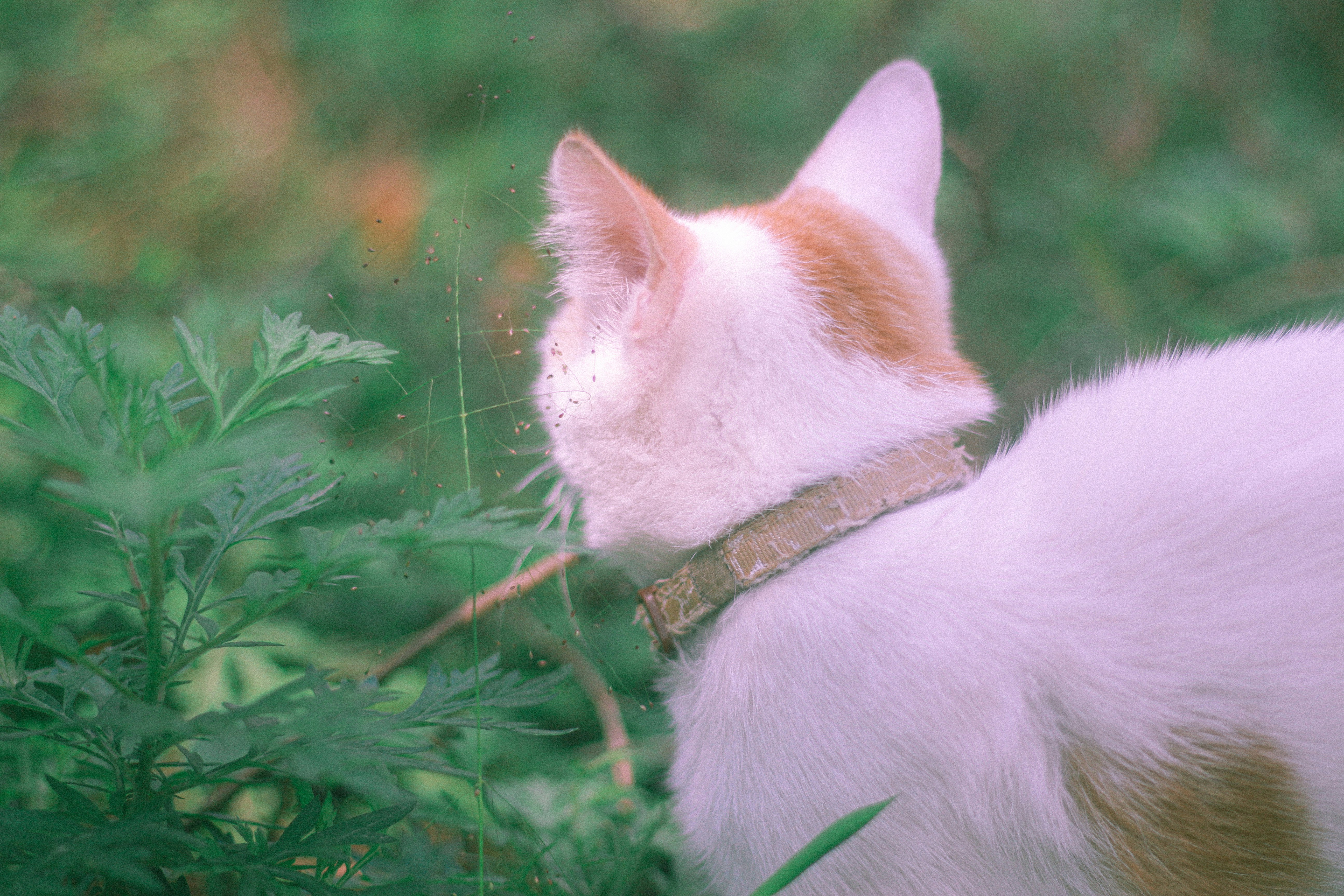 Back-View of a White-and-Orange Cat Amid Verdant Foliage