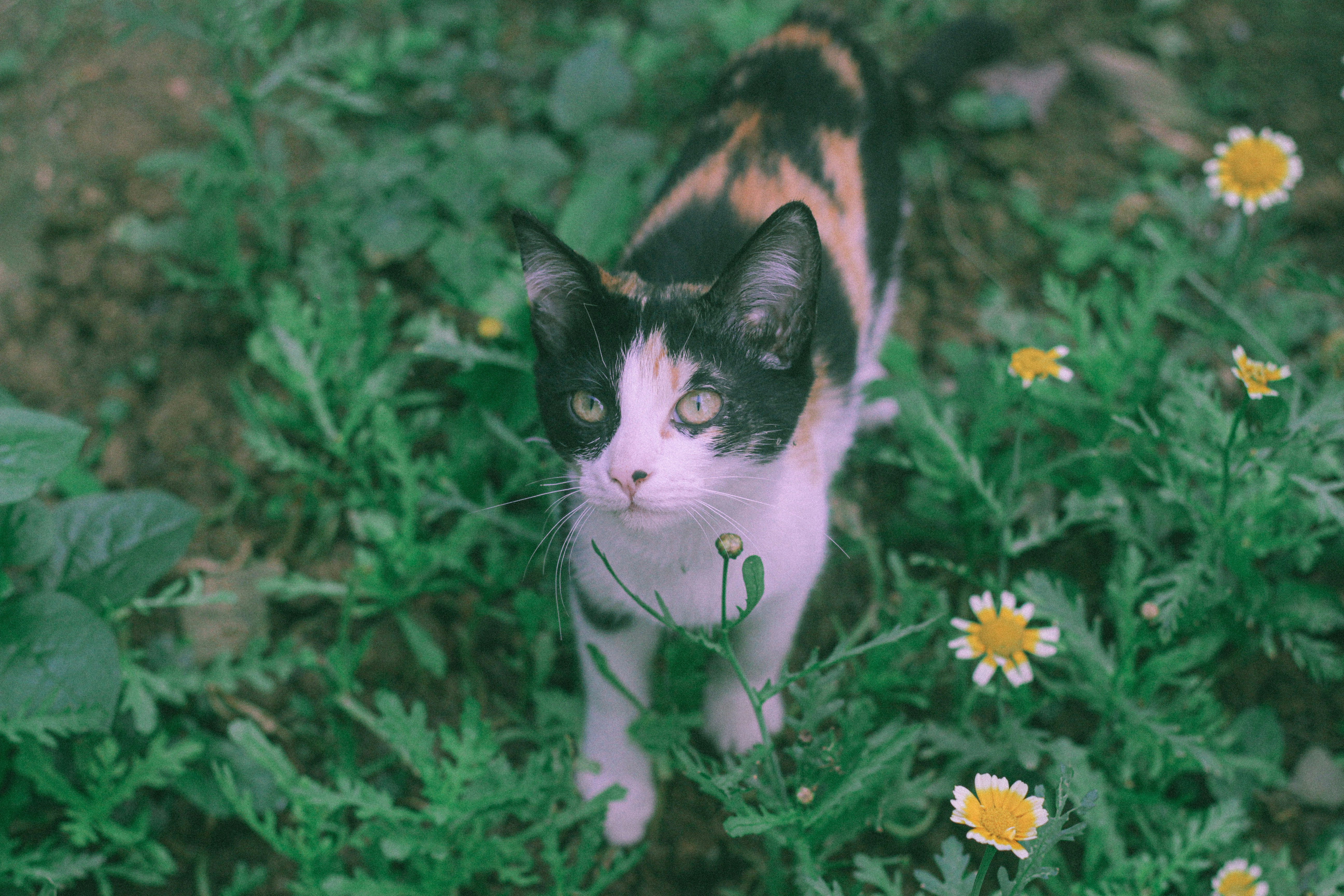 Inquisitive Calico Amid Wildflowers
