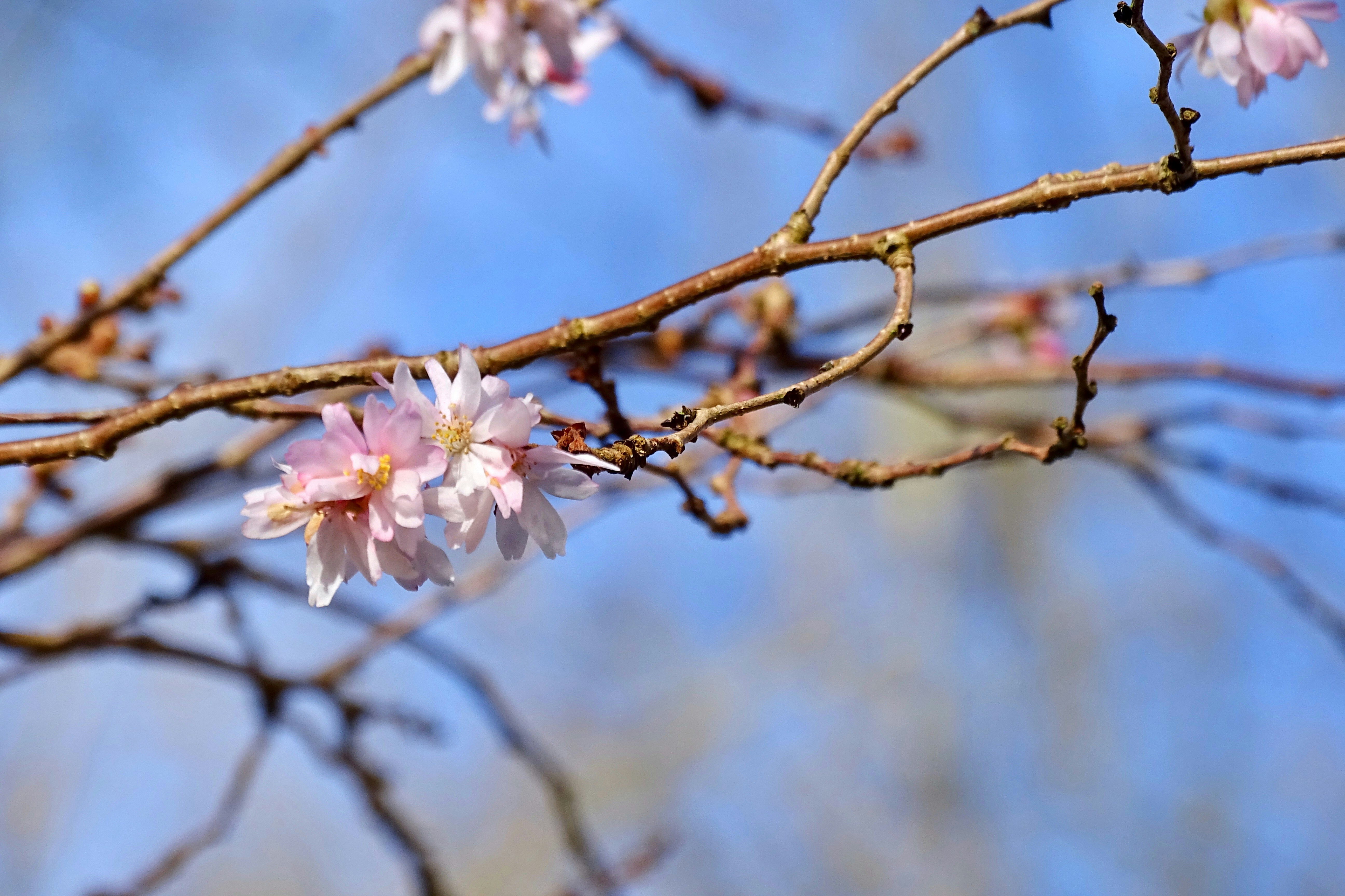 Petals in a Cerulean Quiet: A Cherry Bloom Close-Up
