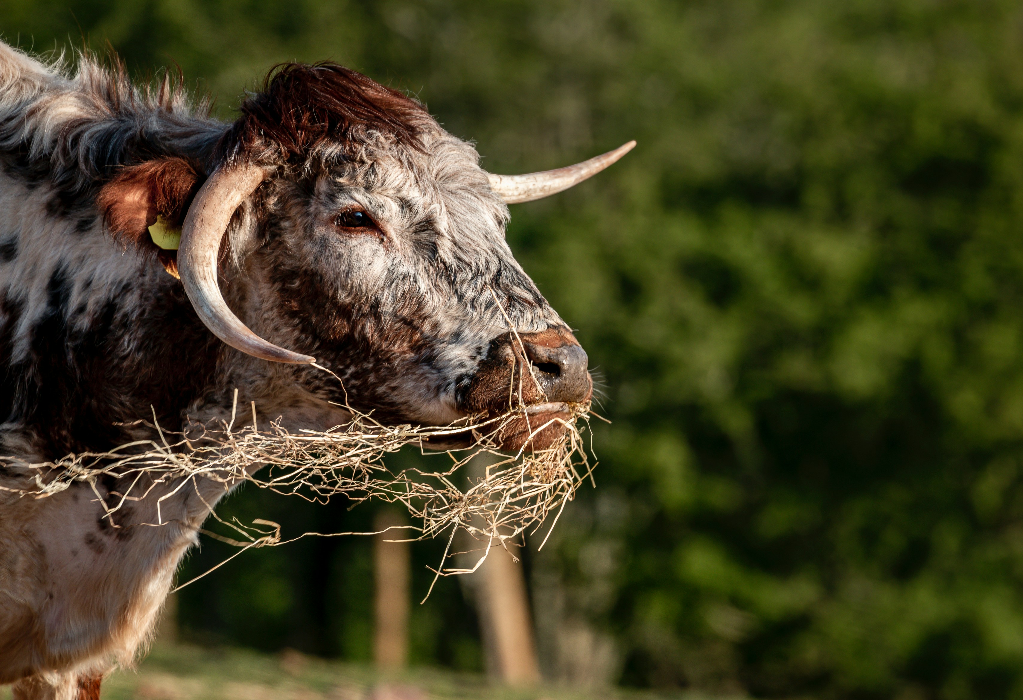 Cattle feeding in Teignmouth, Devon