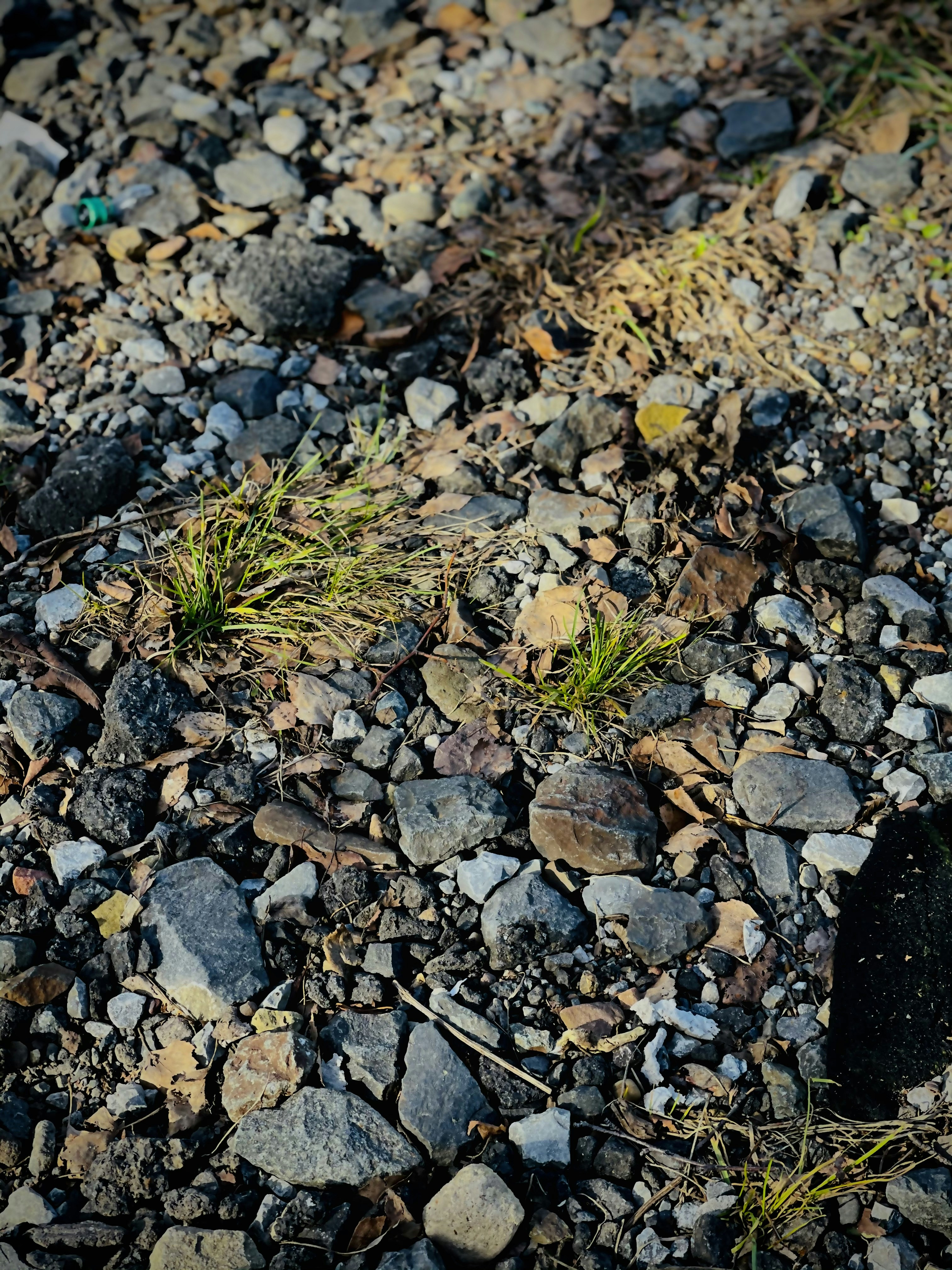 Herbe verte sur sol rocheux photo – Photo Berlin Gratuite sur Unsplash