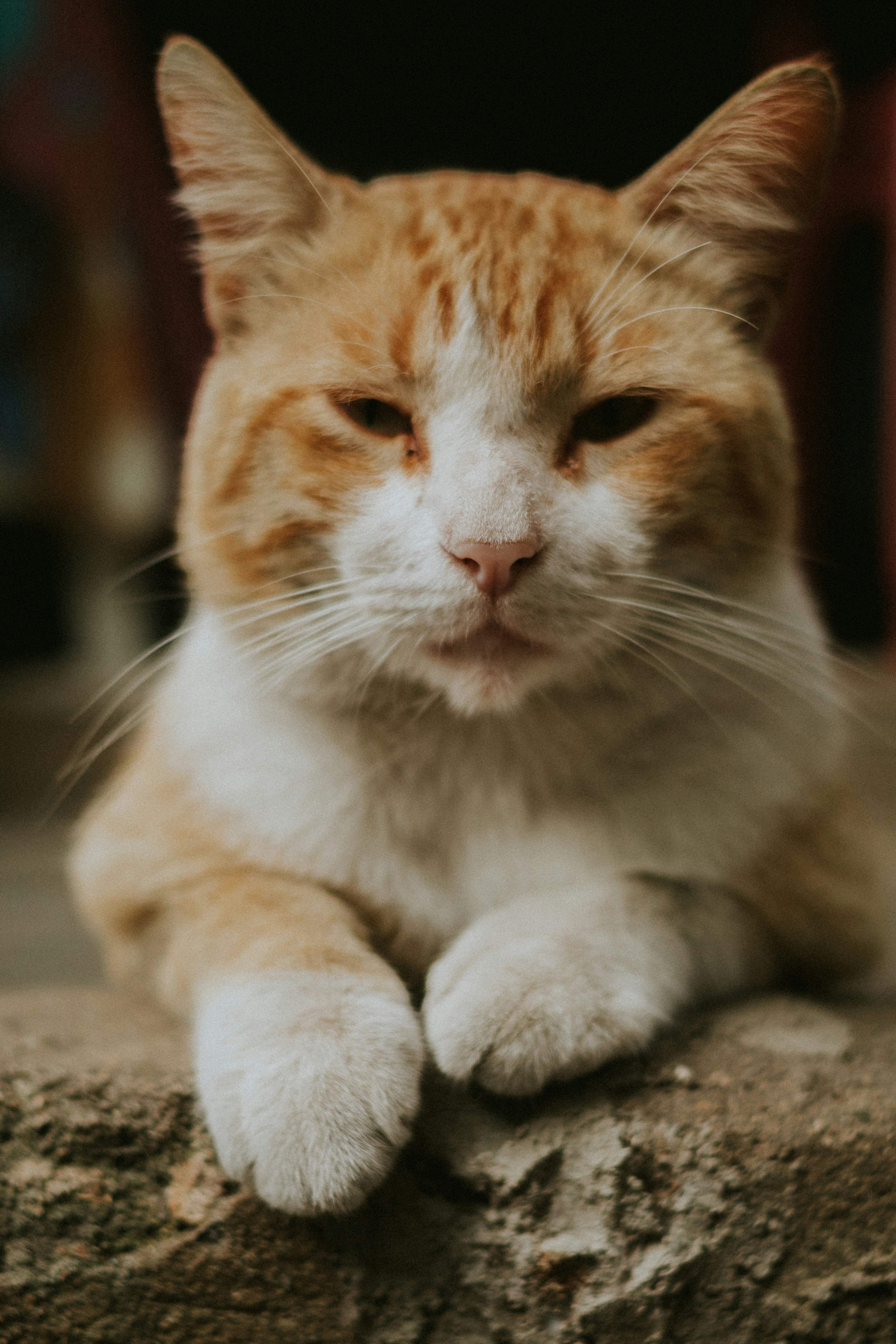 Orange and white tabby cat photo – Free República dominicana Image on ...