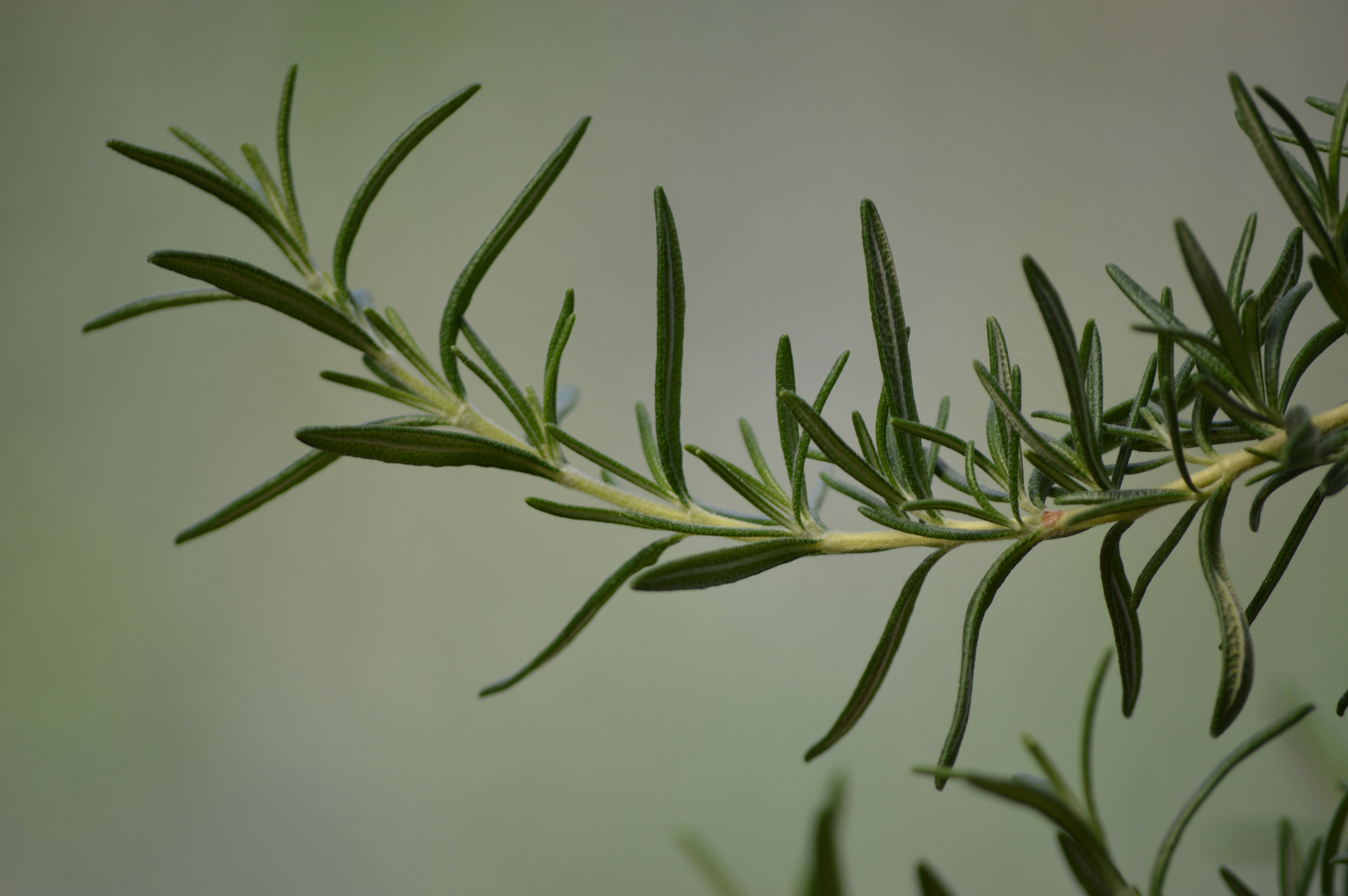 500+ Rosemary Pictures [HD] | Download Free Images on Unsplash
