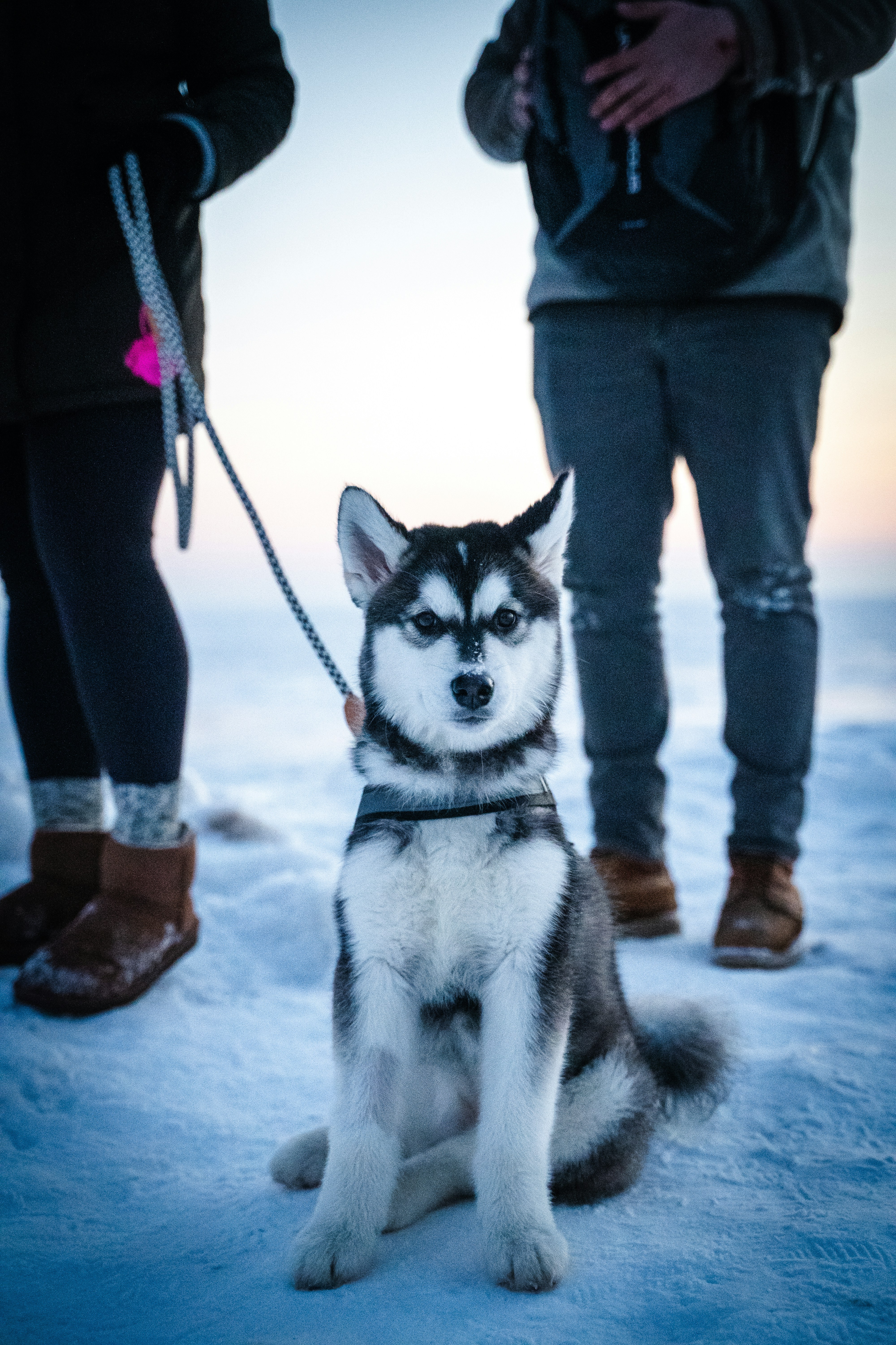 Centered Husky Pup Amidst Snowy Backdrop