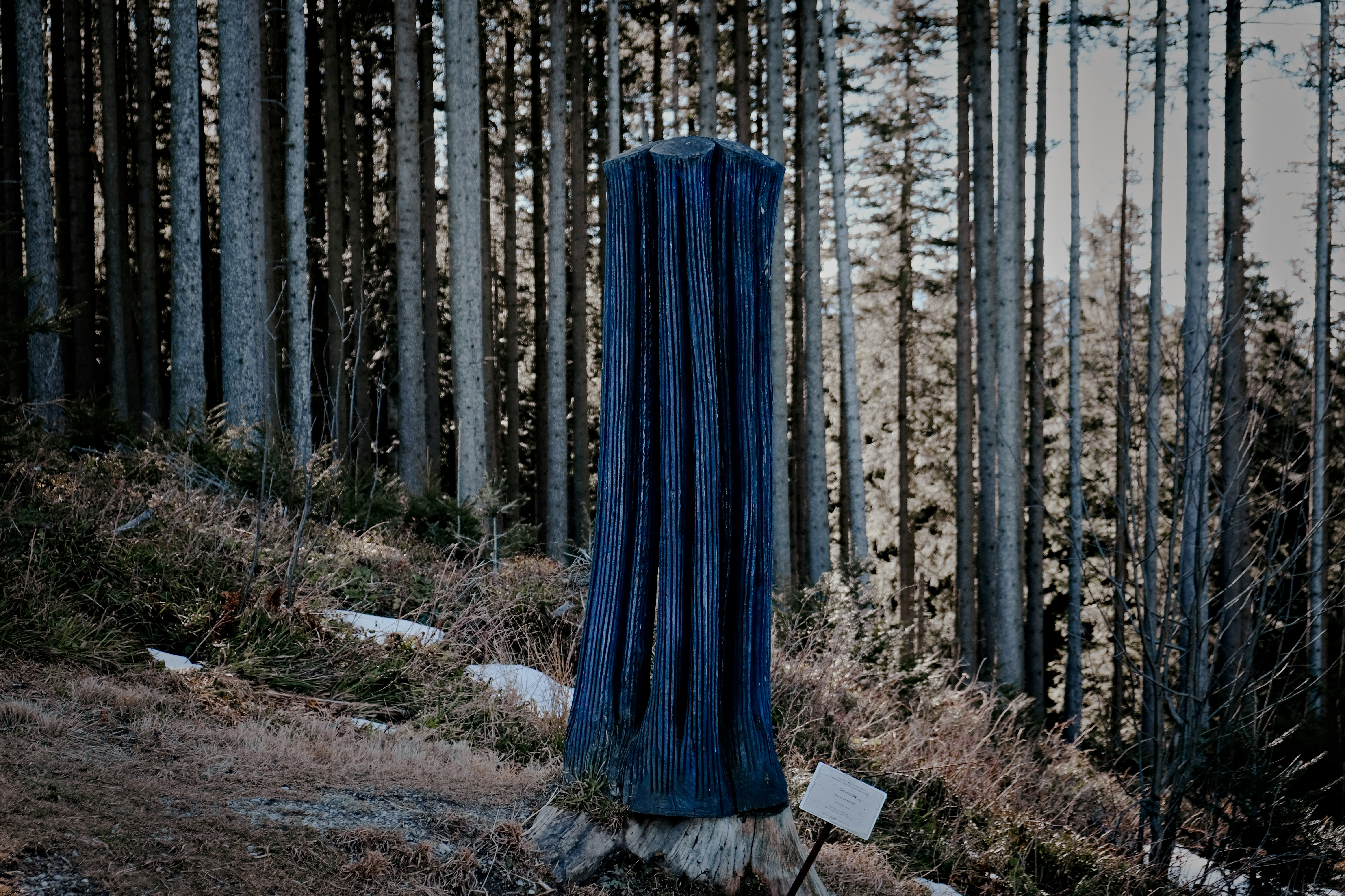 Azure Veil in the Pines: a solitary forest sculpture