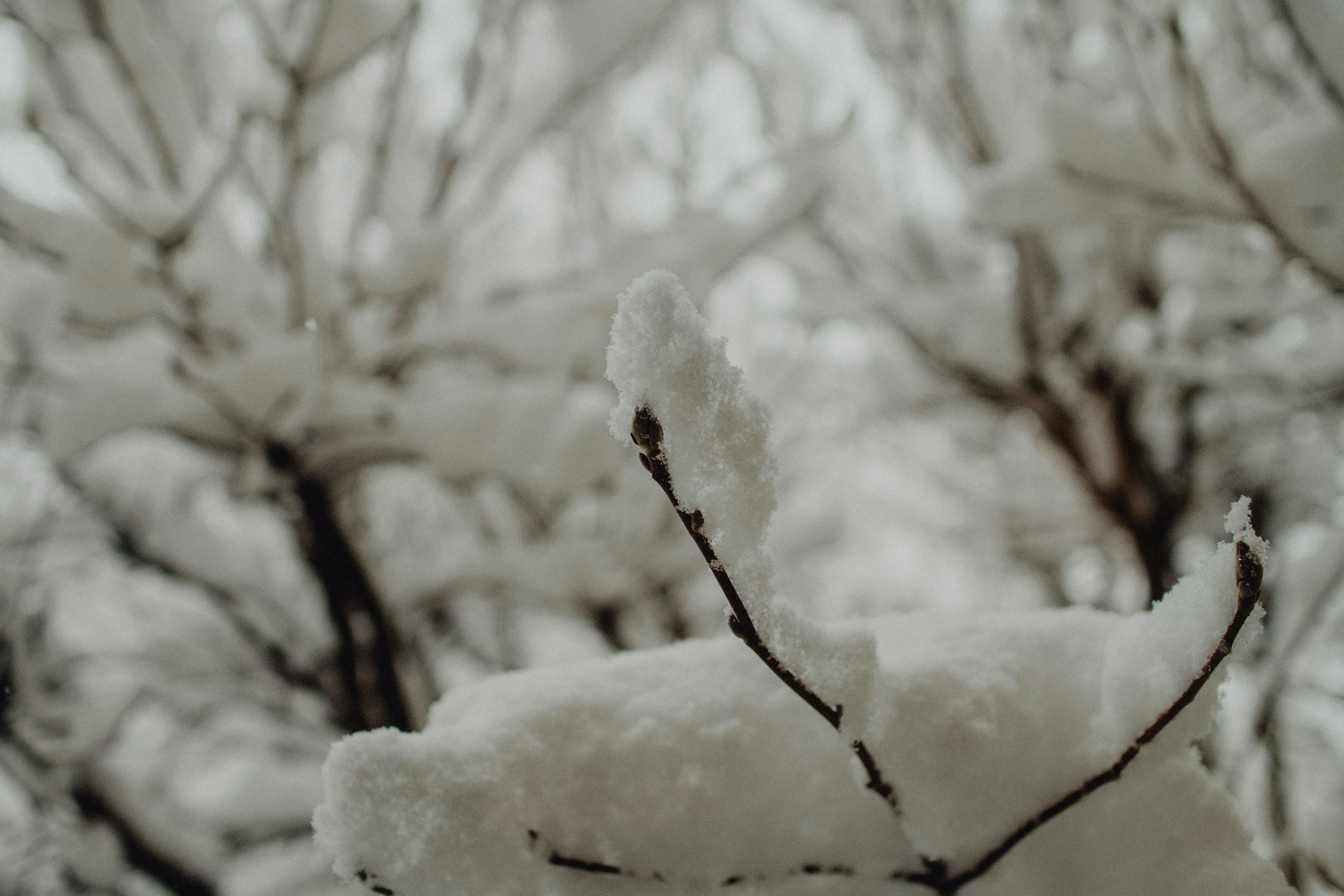 Snow-laden branches with a soft focus background creating a serene winter scene.