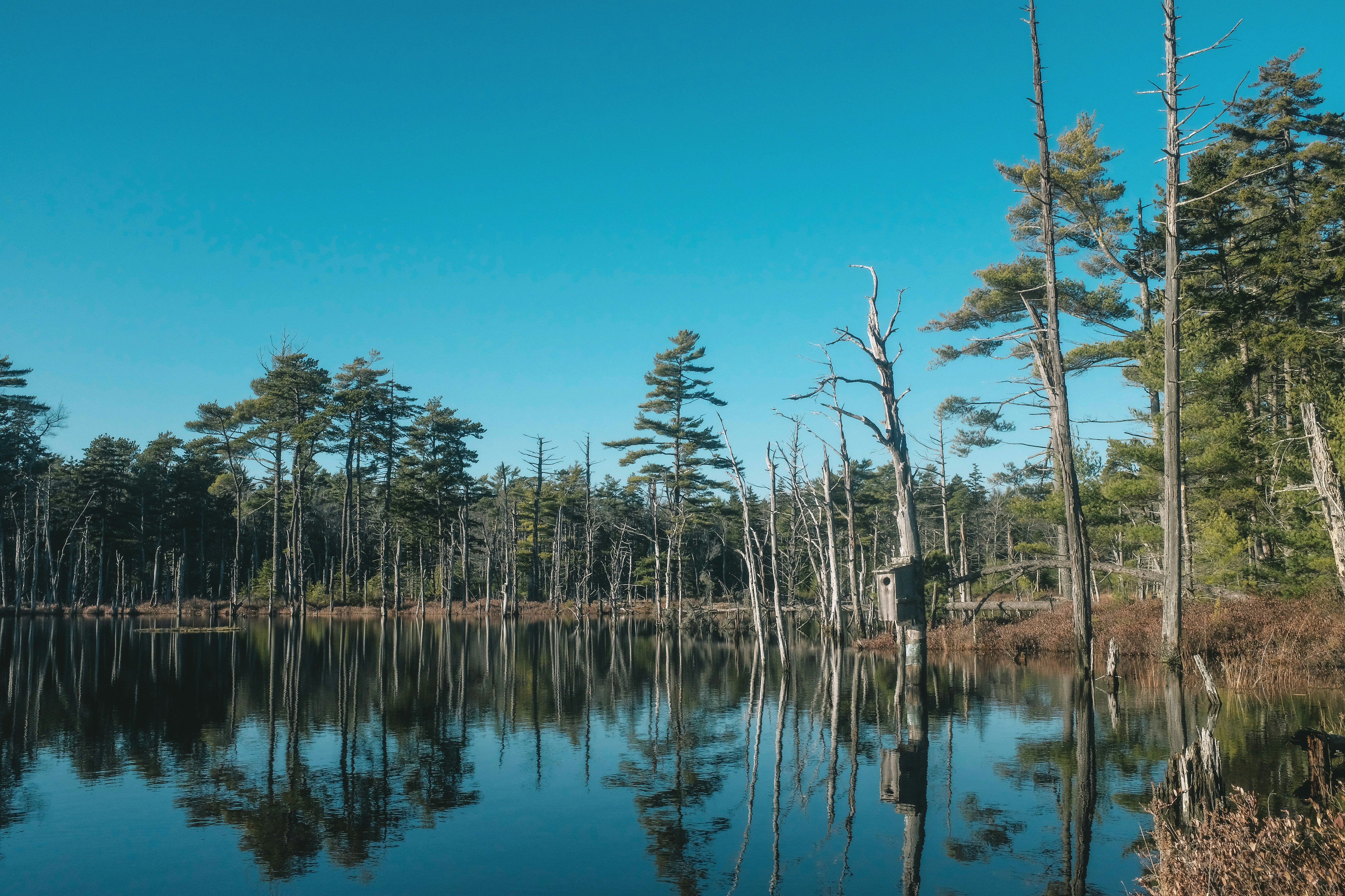 Still waters reflecting a forest of tall trees, showcasing a blend of vibrant greens and stark whites against a clear blue sky.