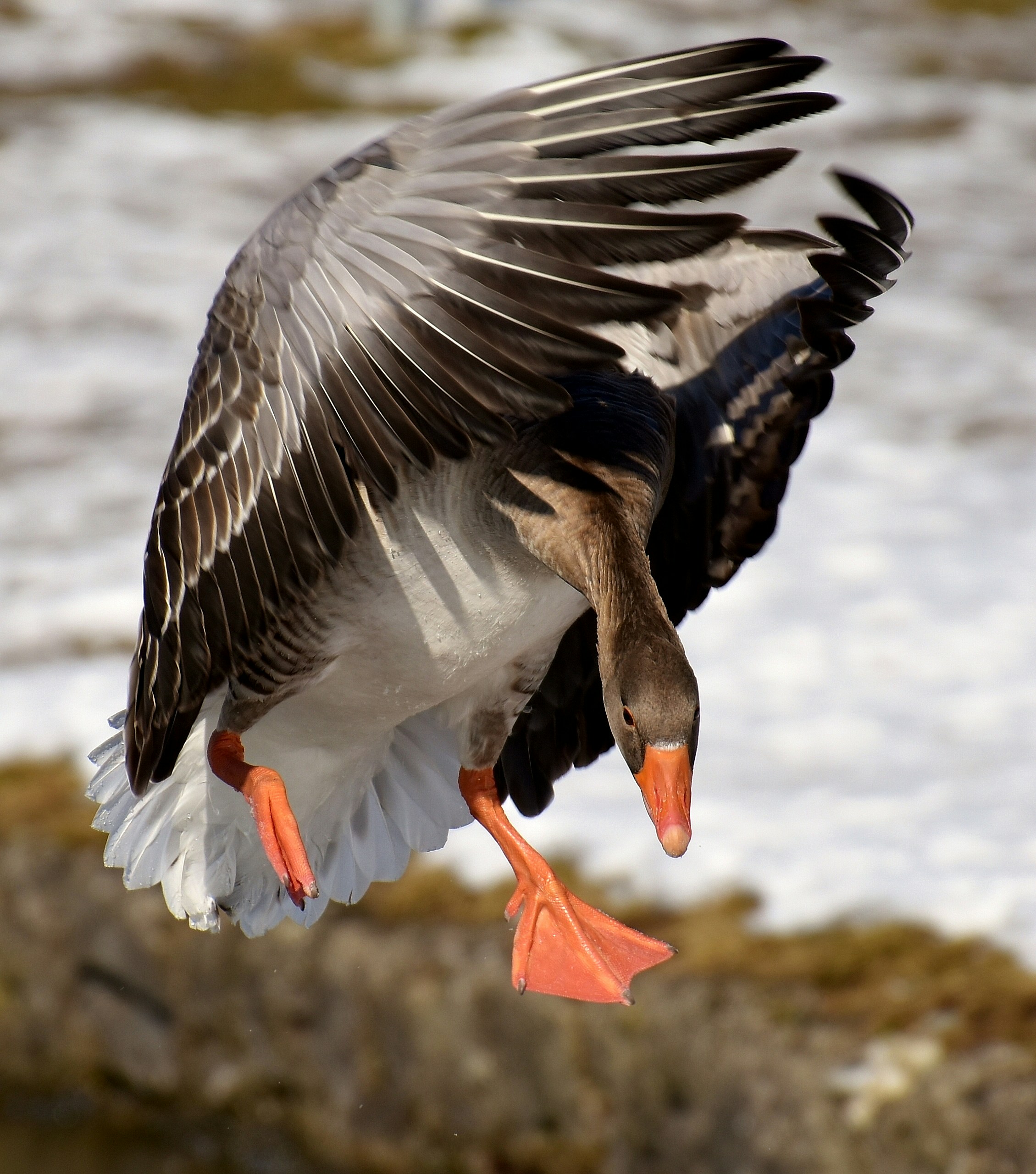 Winged Descent: A Mallard in Mid-Glide