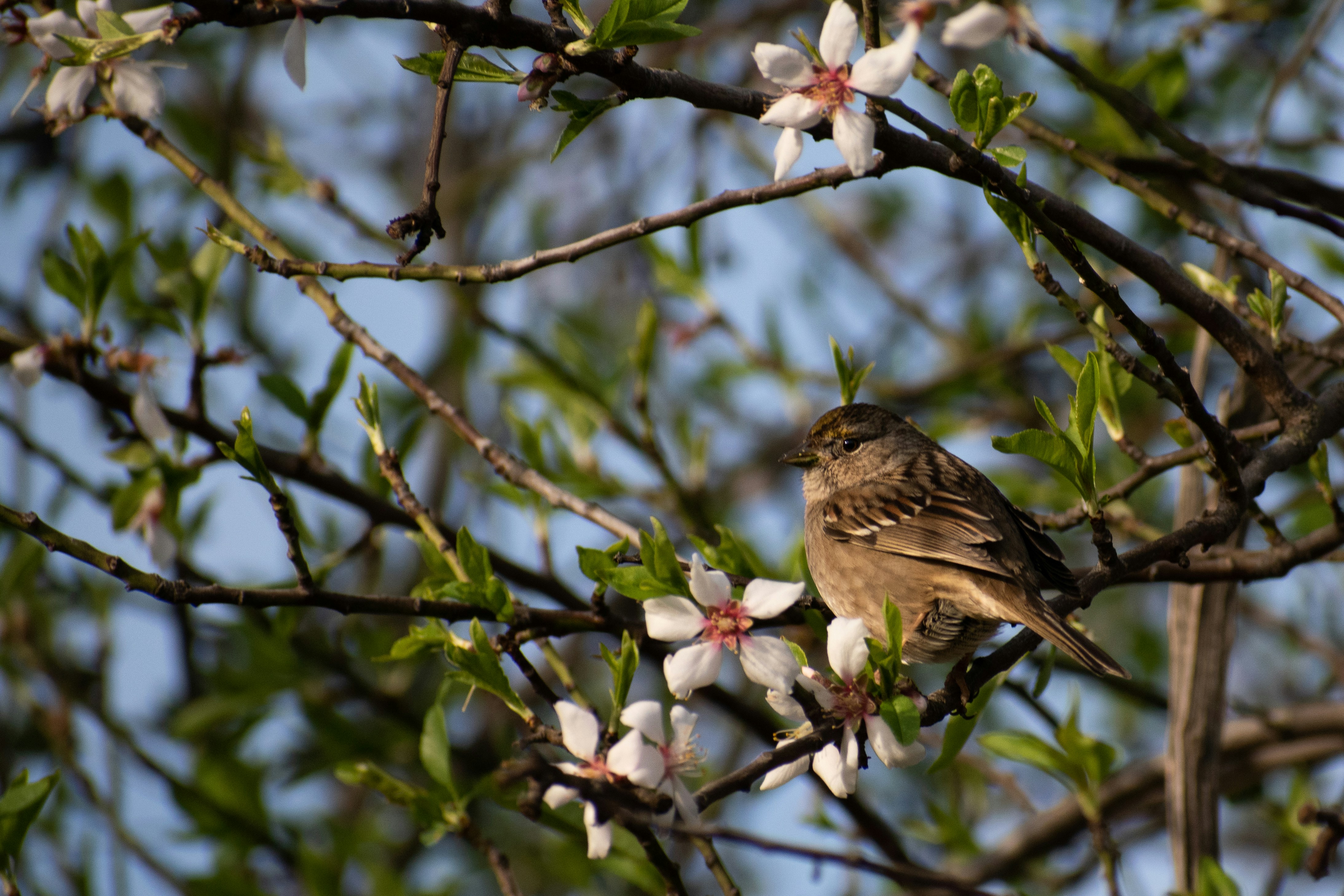 Spring Blossom Watcher: Brown Warbler perched among pink petals