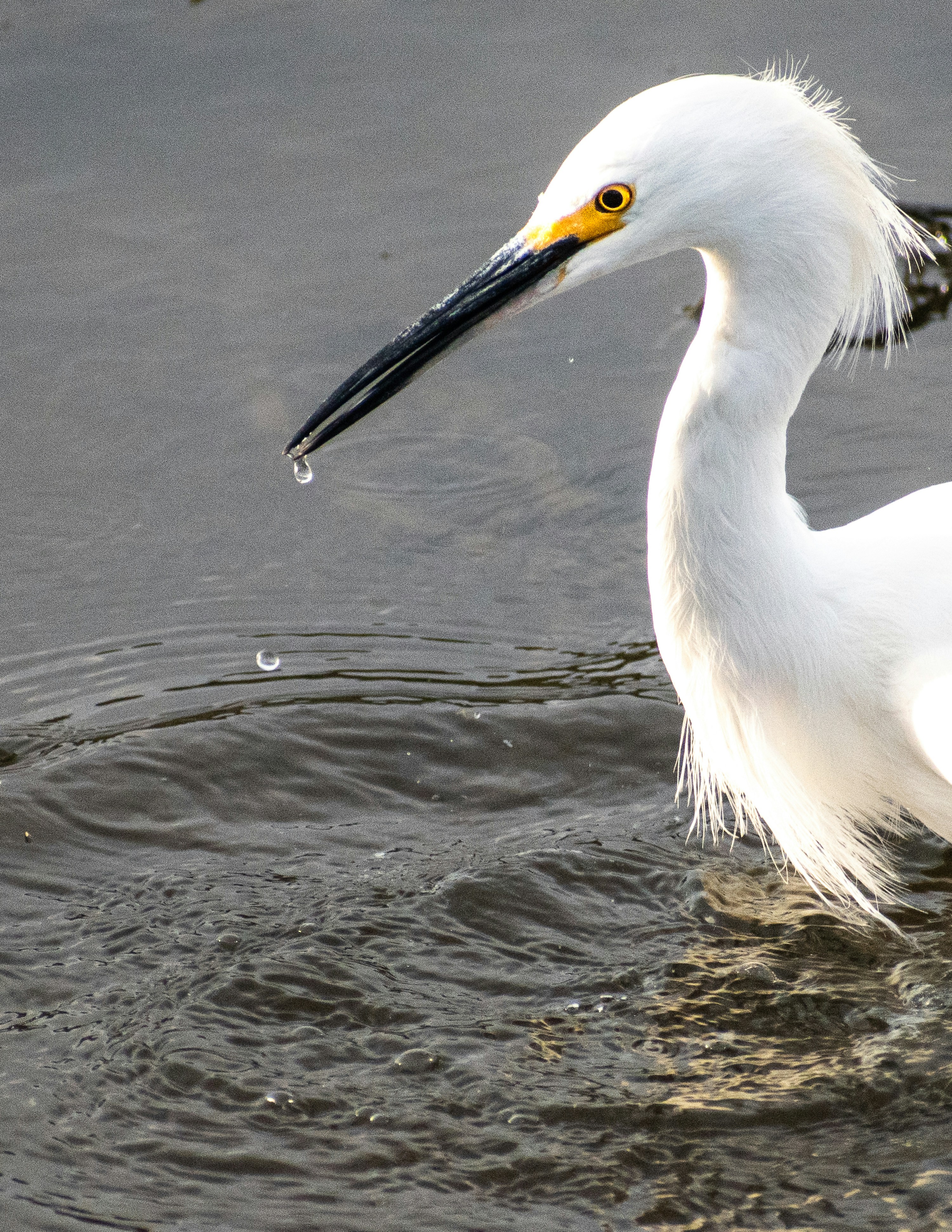 Curved Beak, Quiet Ripples: A Graceful Egret in Focus