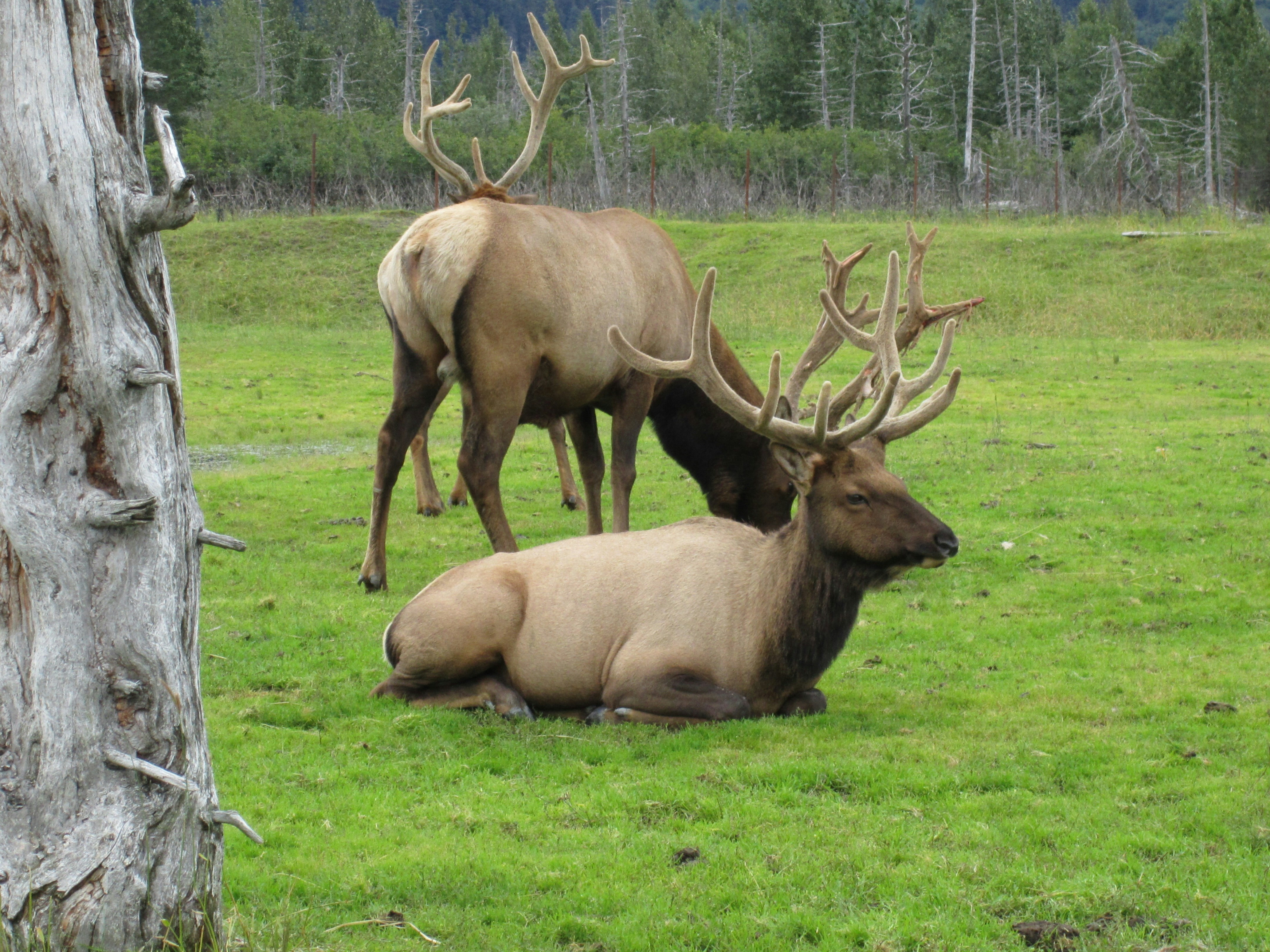 Royal Watch: A Pair of Elk Resting in a Lush Meadow