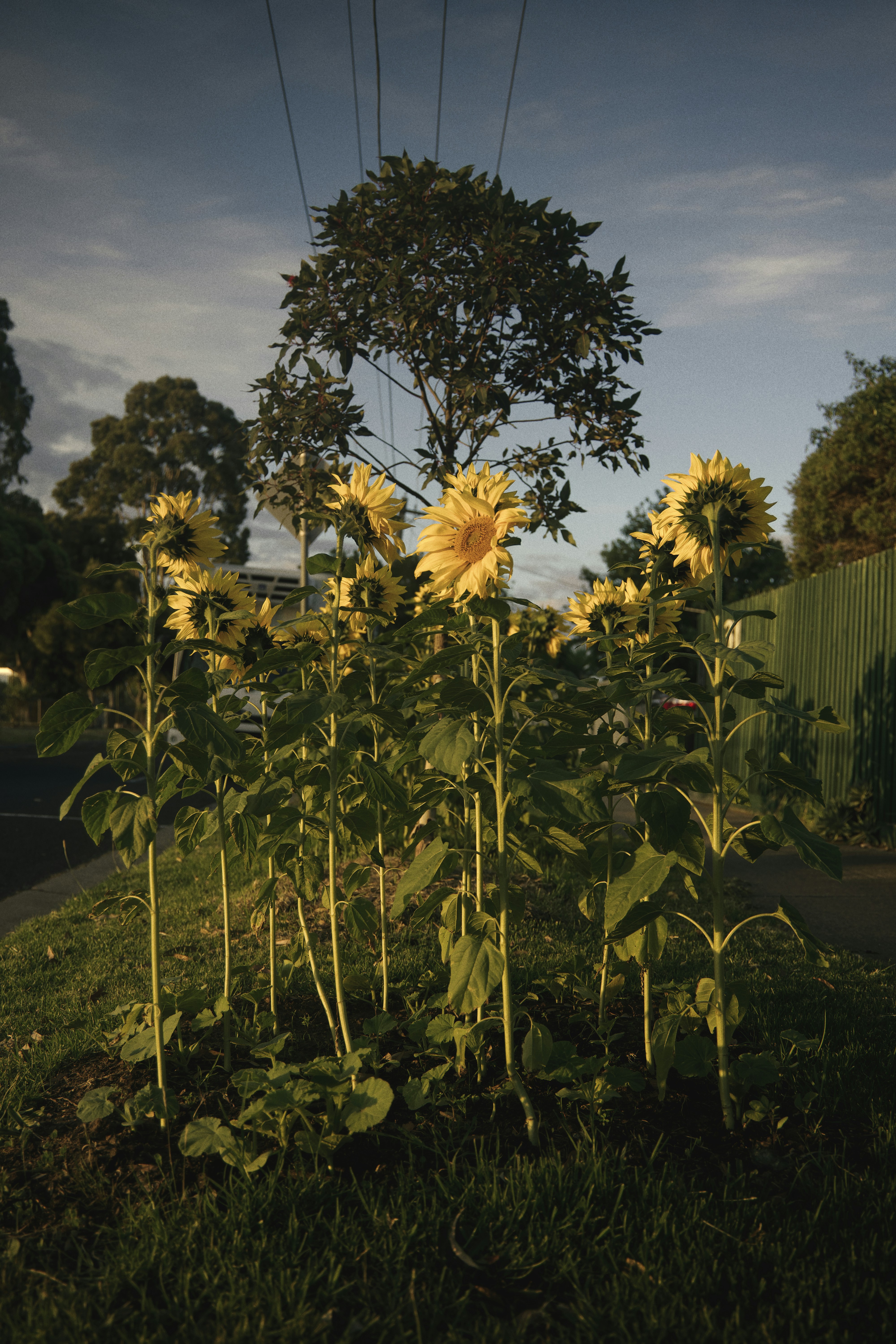sunflowers