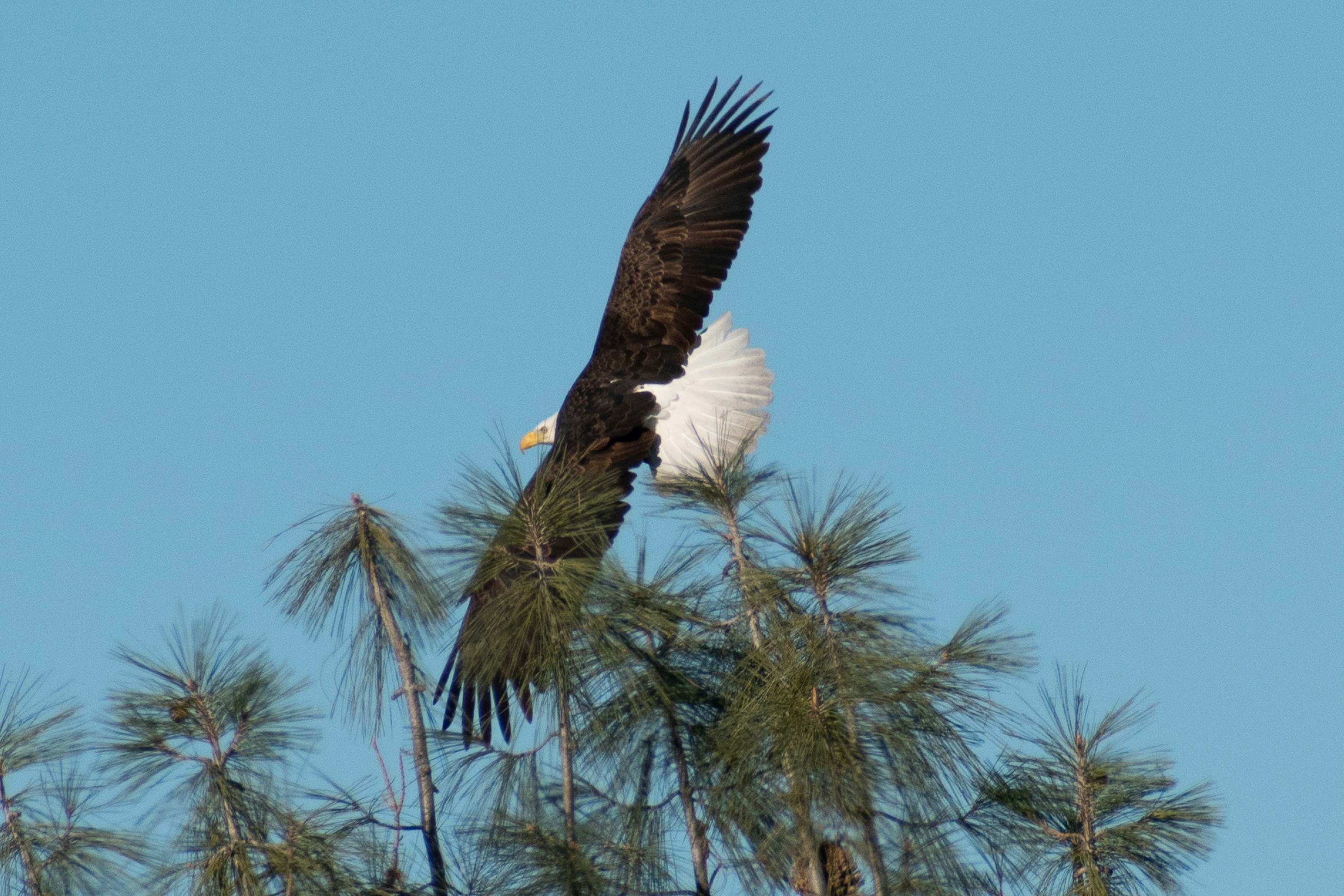 Soaring Sentinel: An Eagle in Free Flight