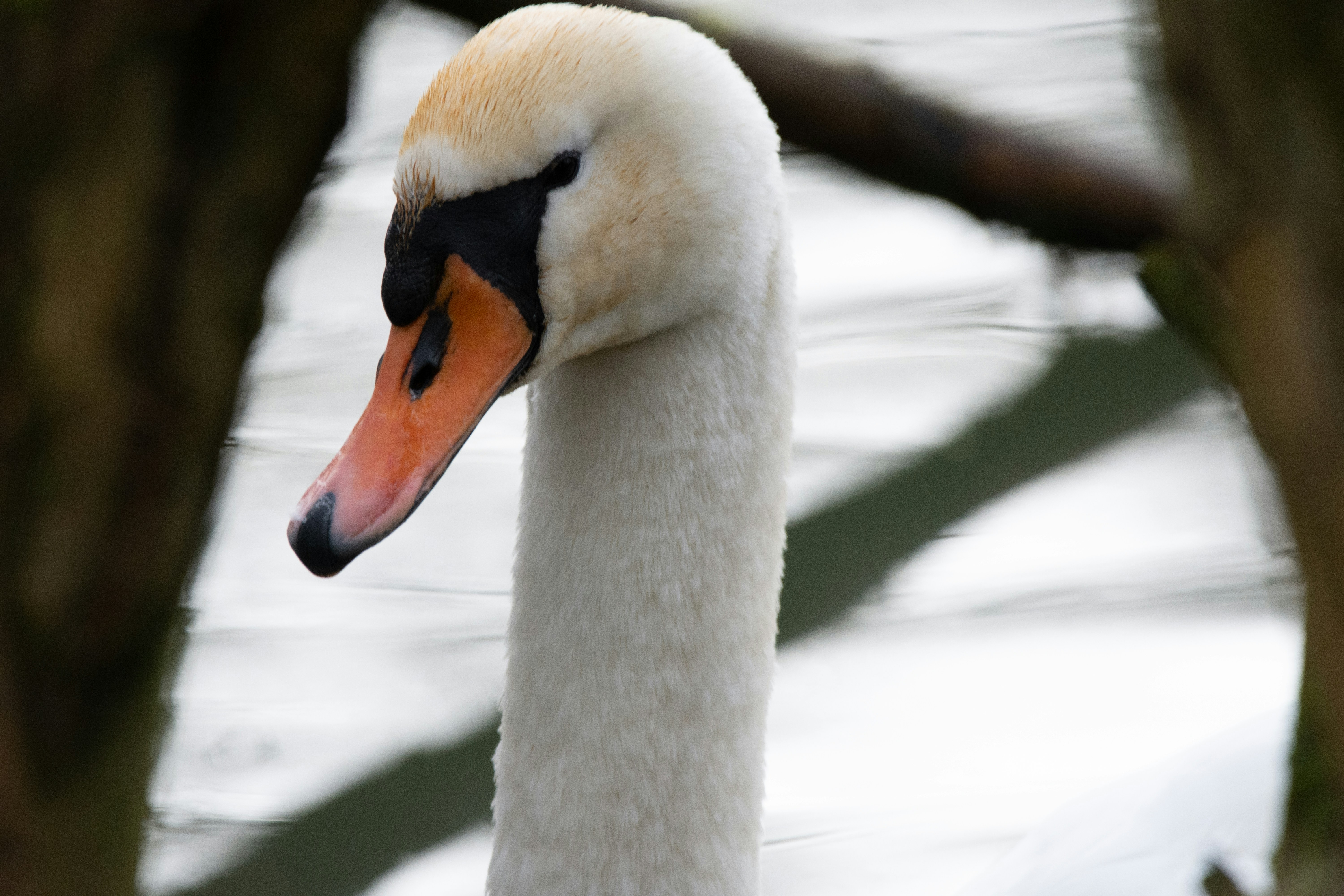 Swan Tongue