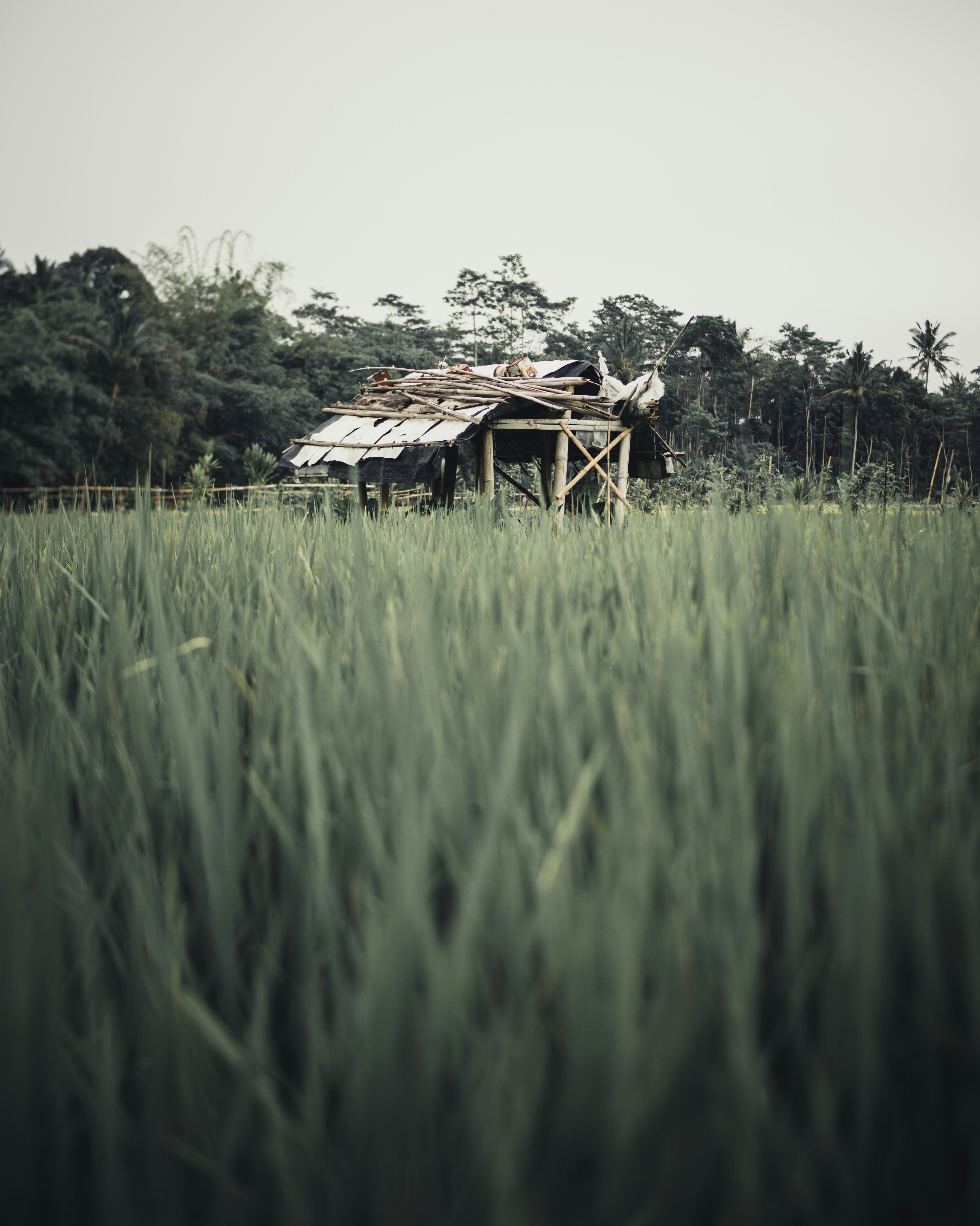 Sawah Pictures | Download Free Images on Unsplash