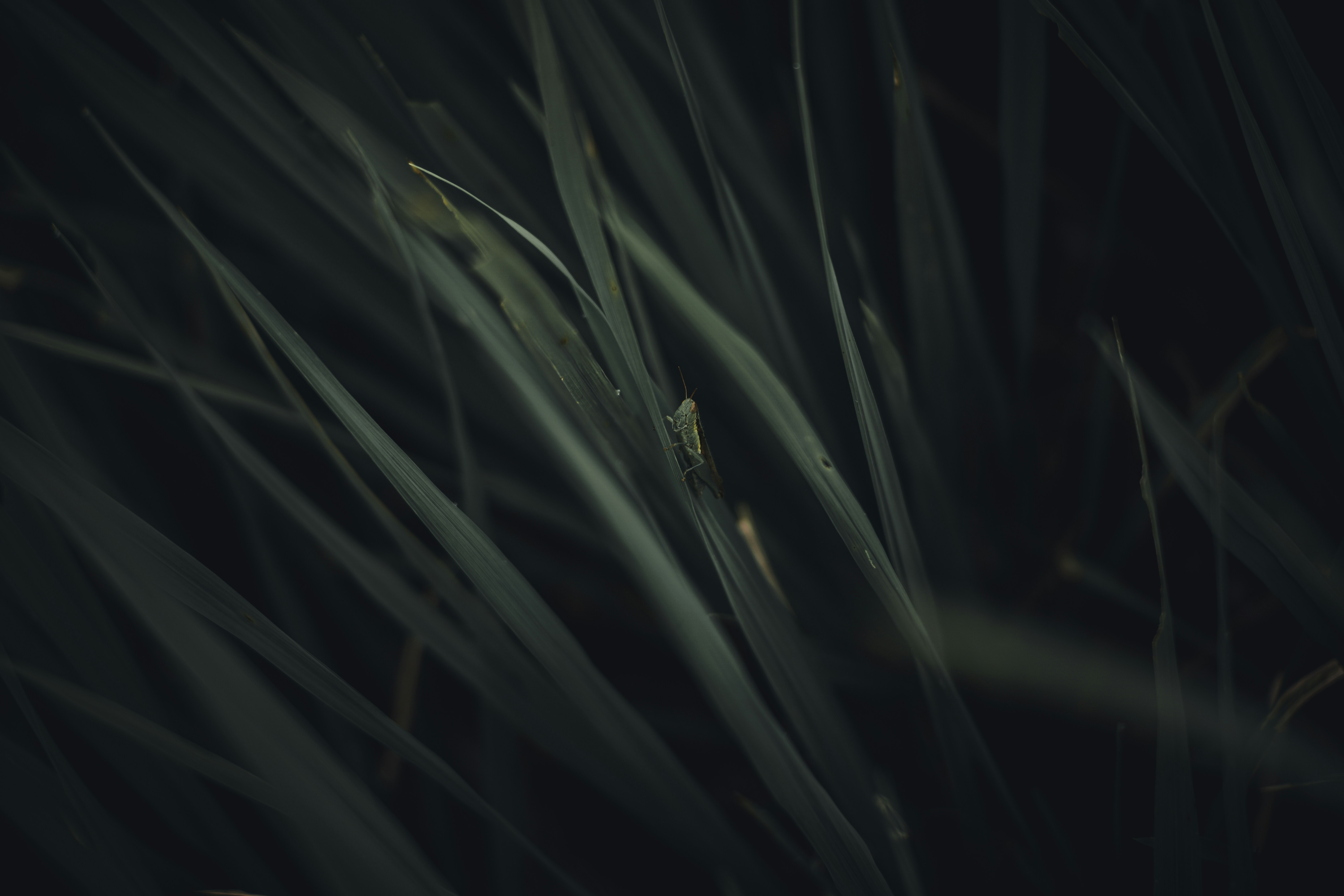 A close-up view of dark green grass blades interspersed with shadows, creating a mysterious and serene atmosphere.
