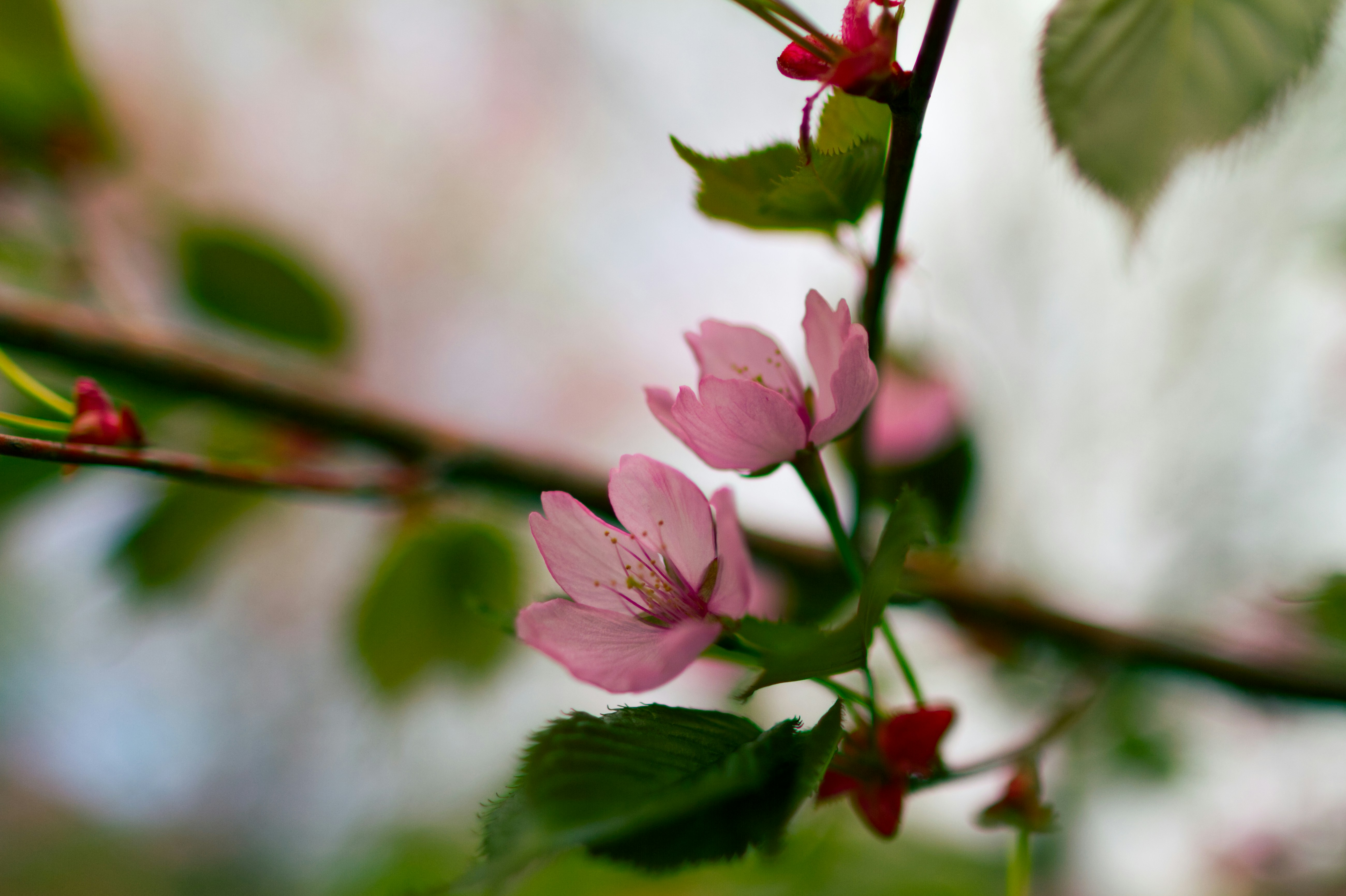 Delicate pink cherry blossoms emerge from vibrant green leaves, embodying the essence of spring's renewal.