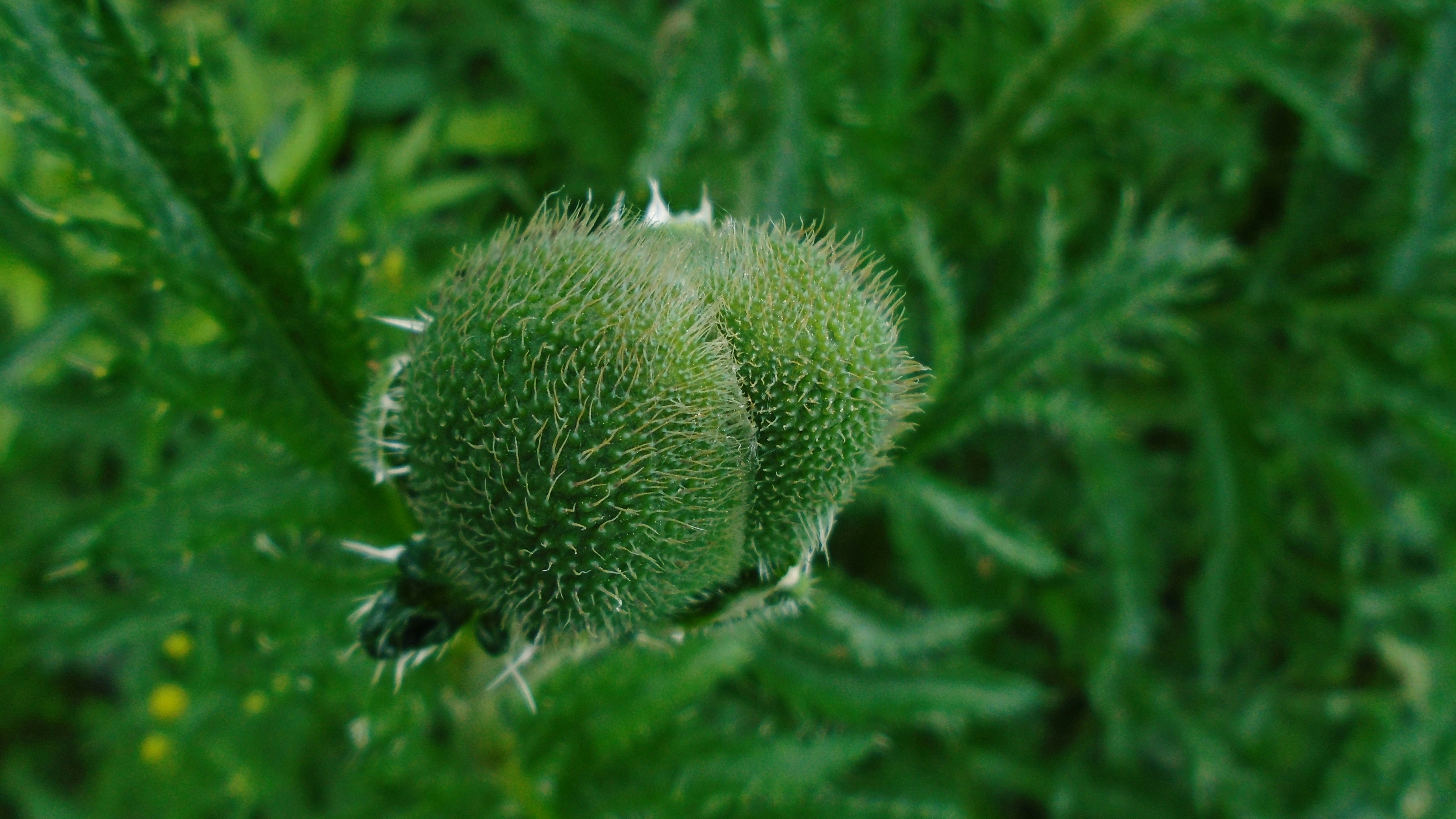 Close-up view of two green, spiky flower buds surrounded by lush green foliage. The intricate details highlight the natural beauty and complexity of plant life.