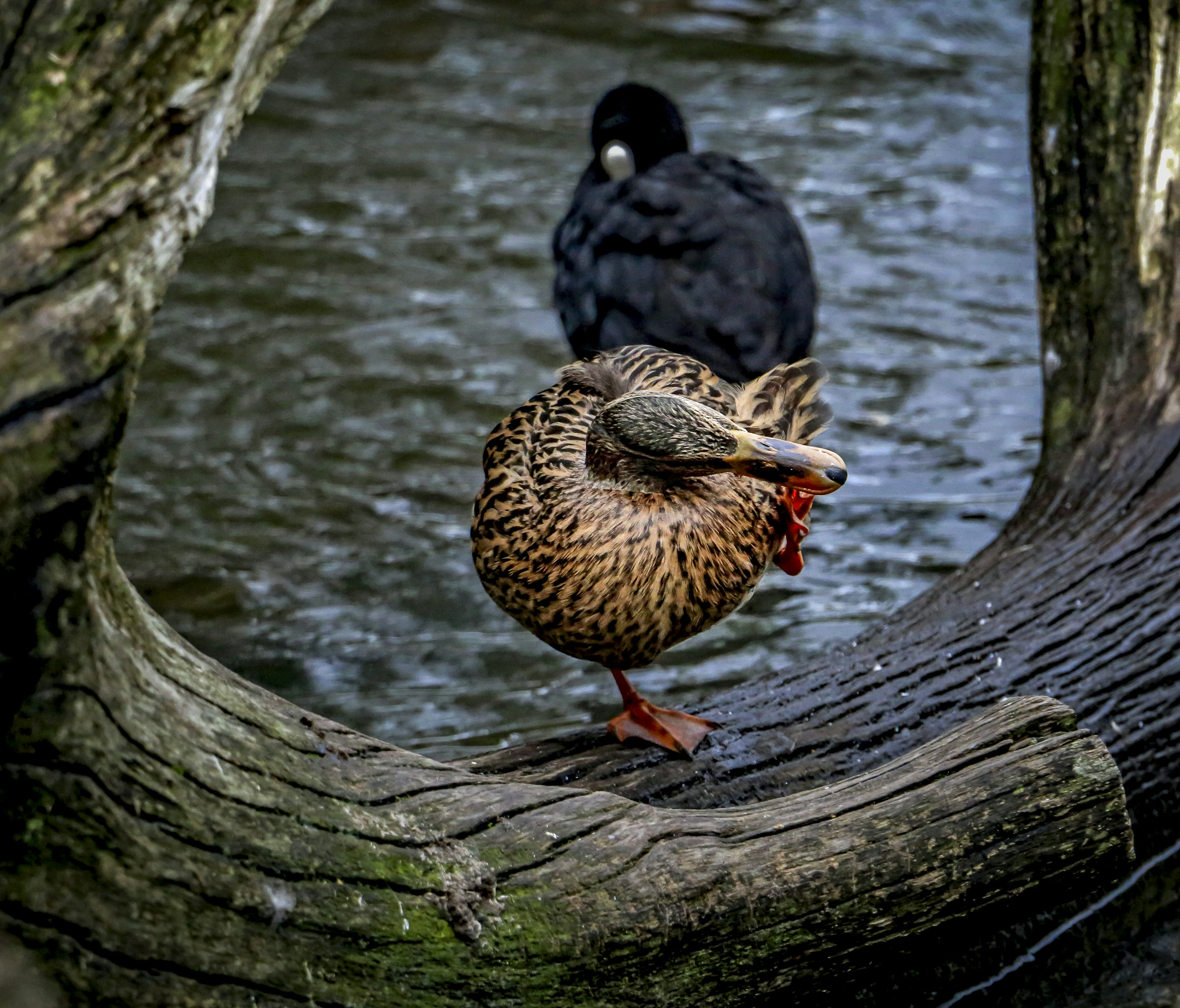 Mossy Curve Balance: A female duck perches on a curved log over a tranquil stream