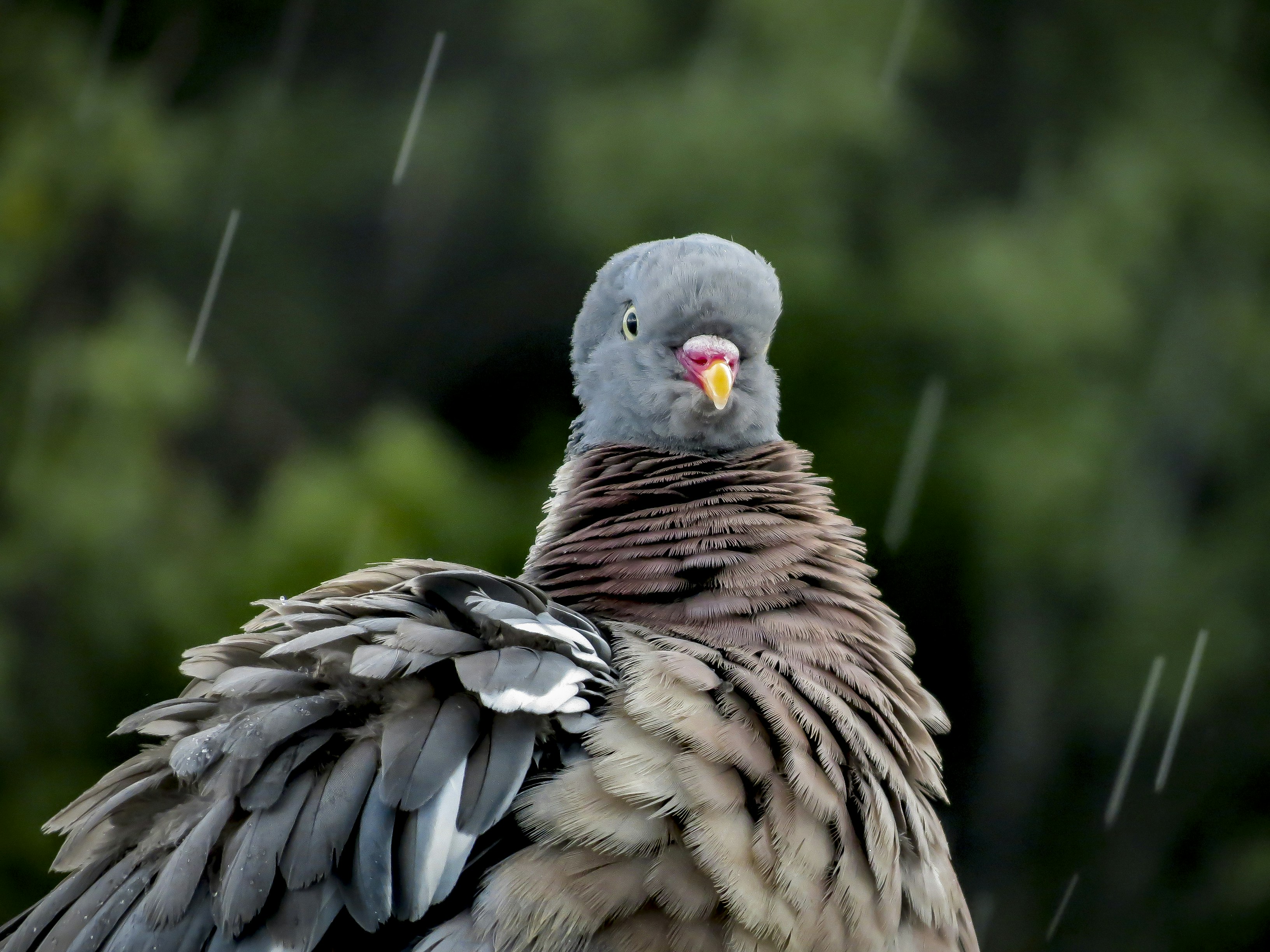 Rain-Quiet Portrait: Pigeon with Velvet Plumage in Drizzle