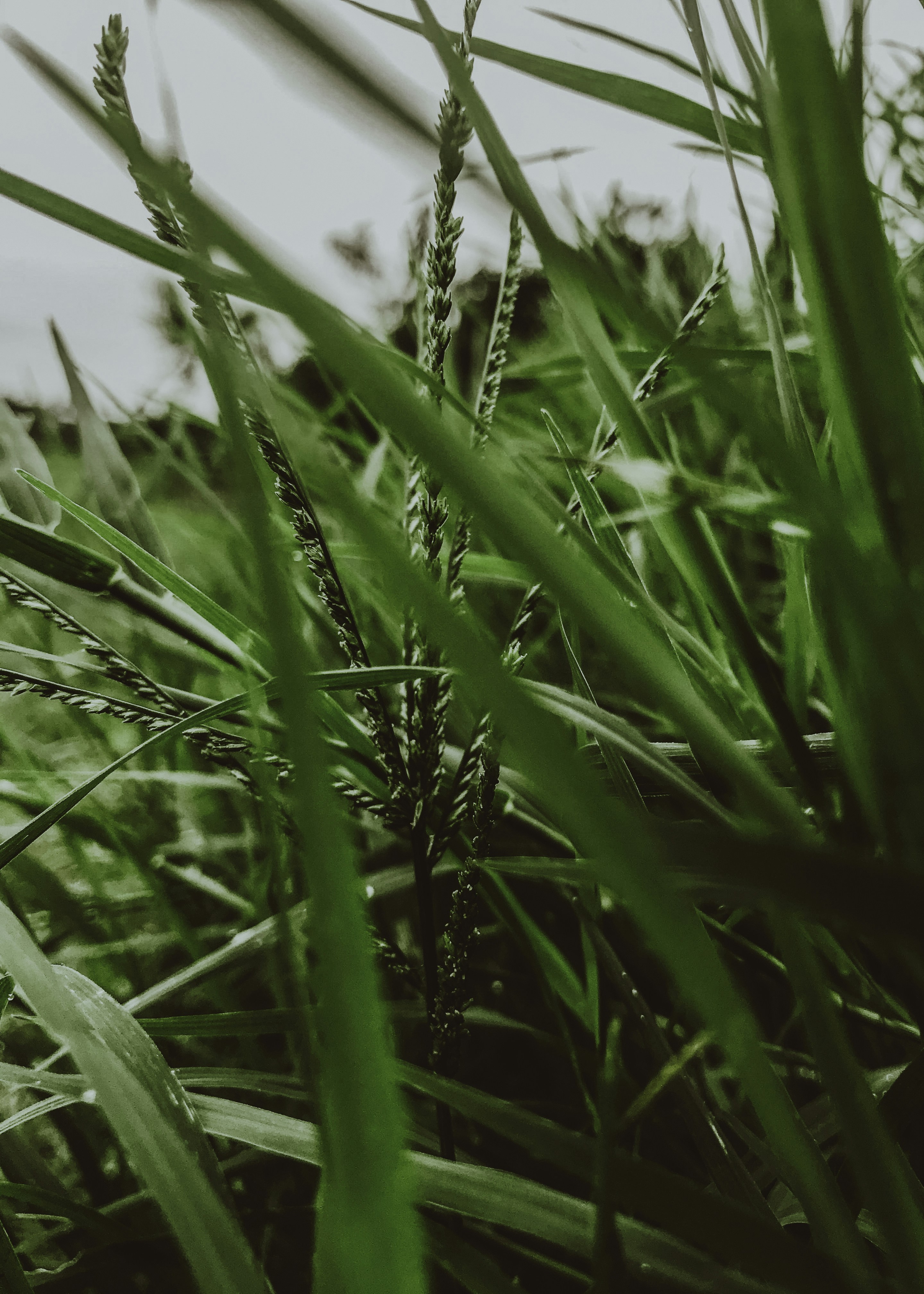 Emas Fotos | Baixe imagens gratuitas na Unsplash