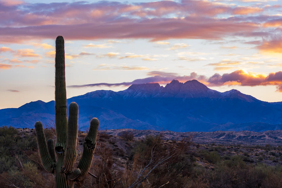 Desert landscape at sunset with a tall cactus in the foreground and a rugged mountain range under a colorful sky.