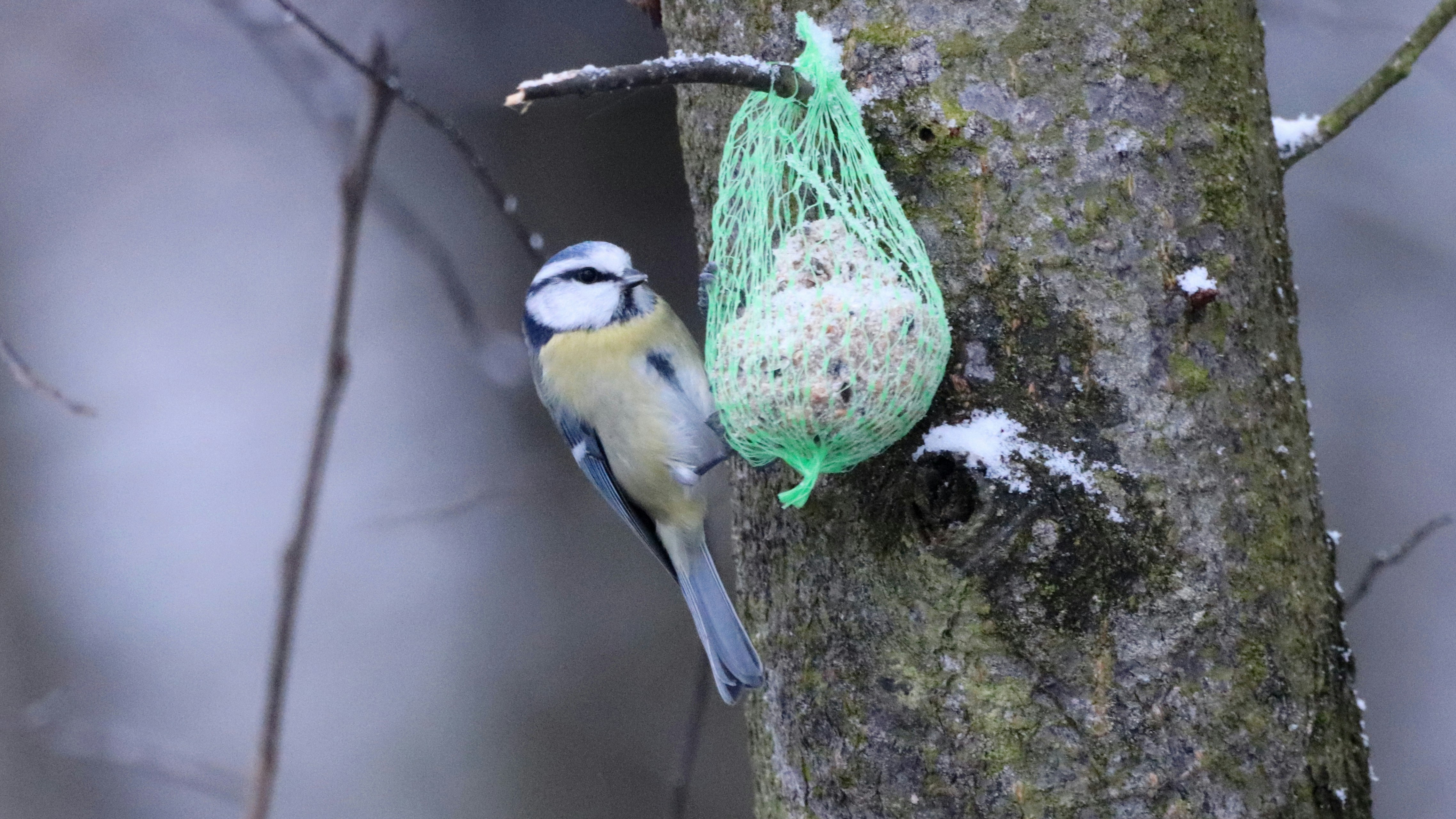 Chickadee at the Food Relay: A Prison of Snow