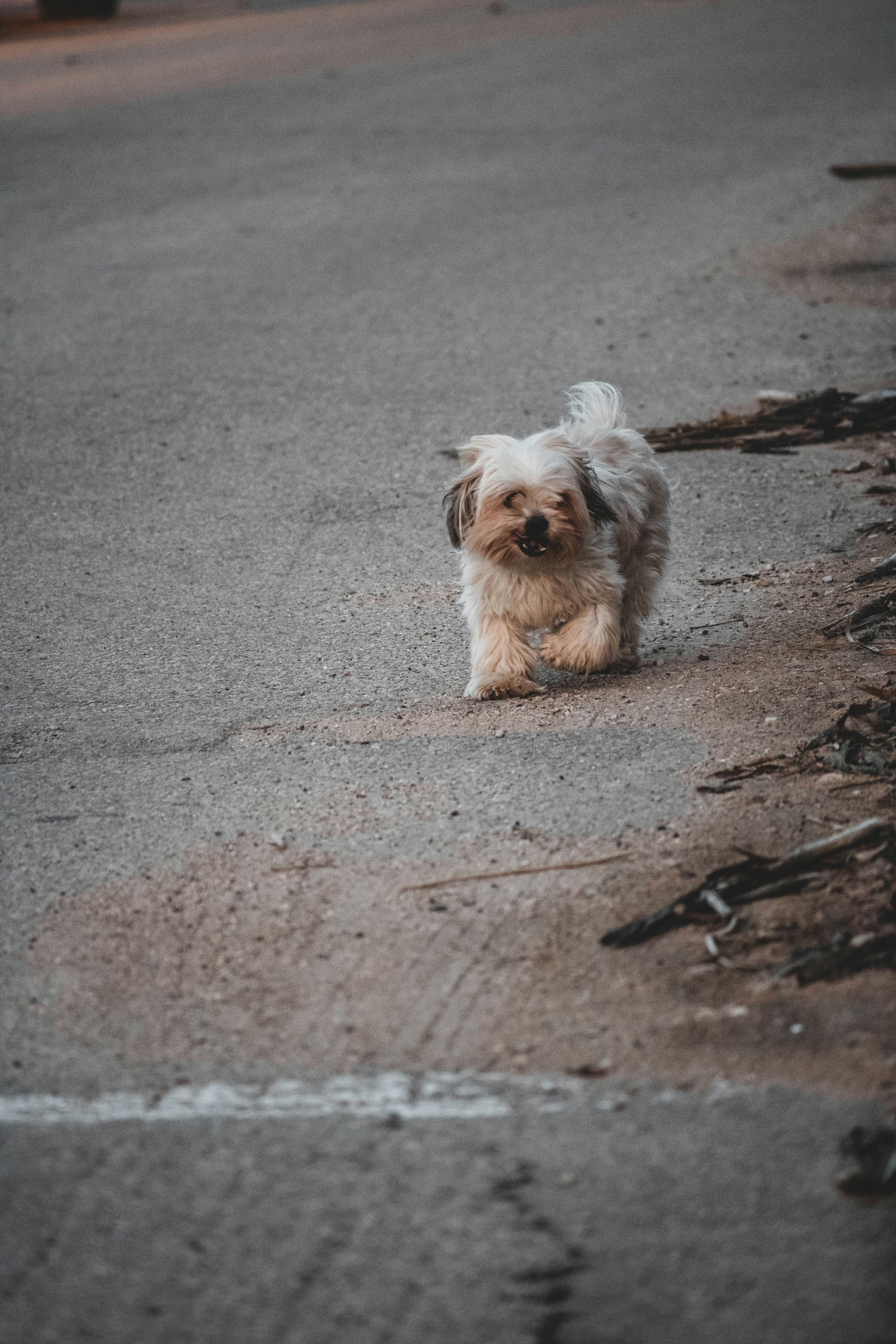 white and brown long coated small dog on brown dirt