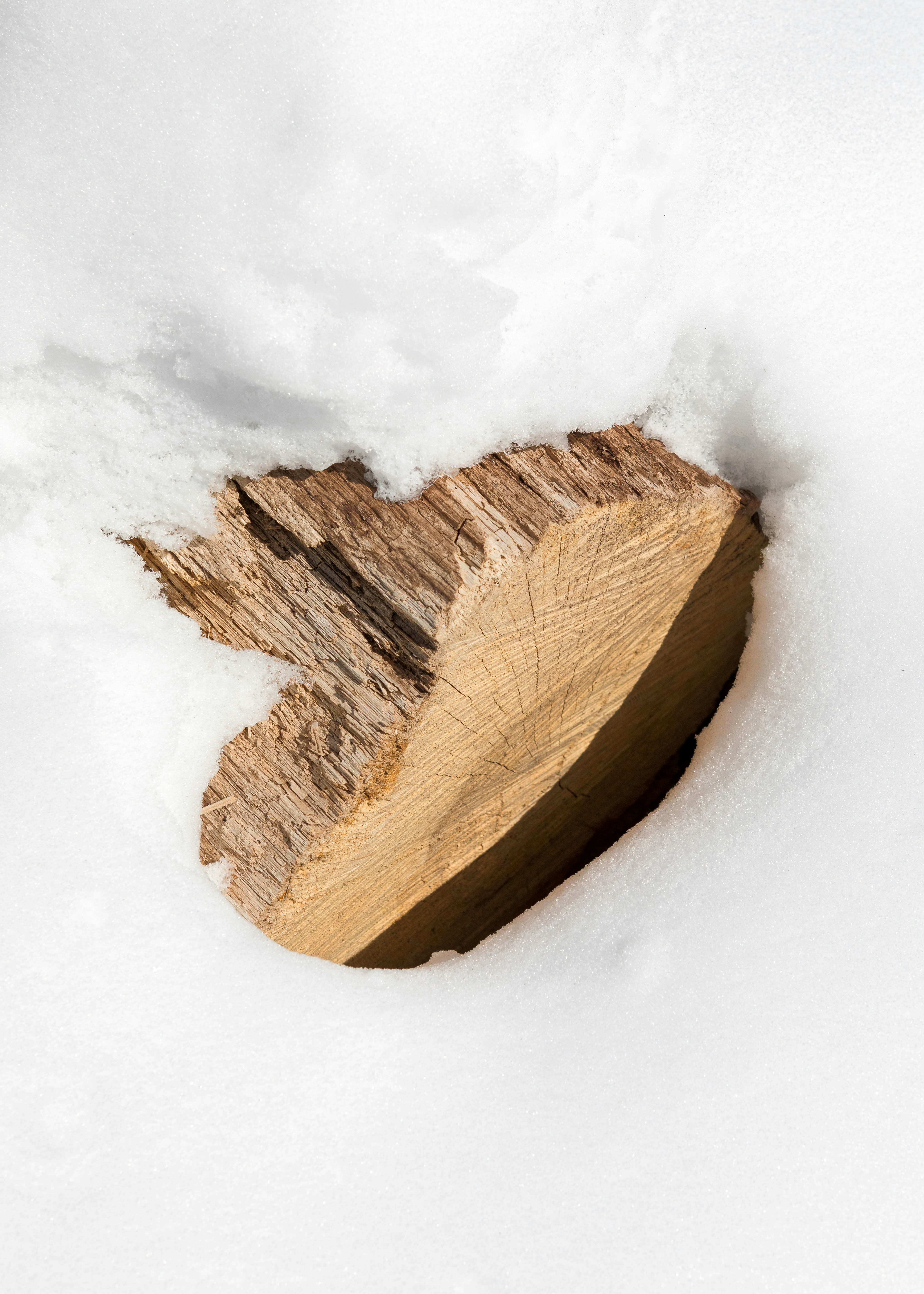 A cross-section of a log partially buried in soft white snow, showcasing its textured surface and natural patterns.